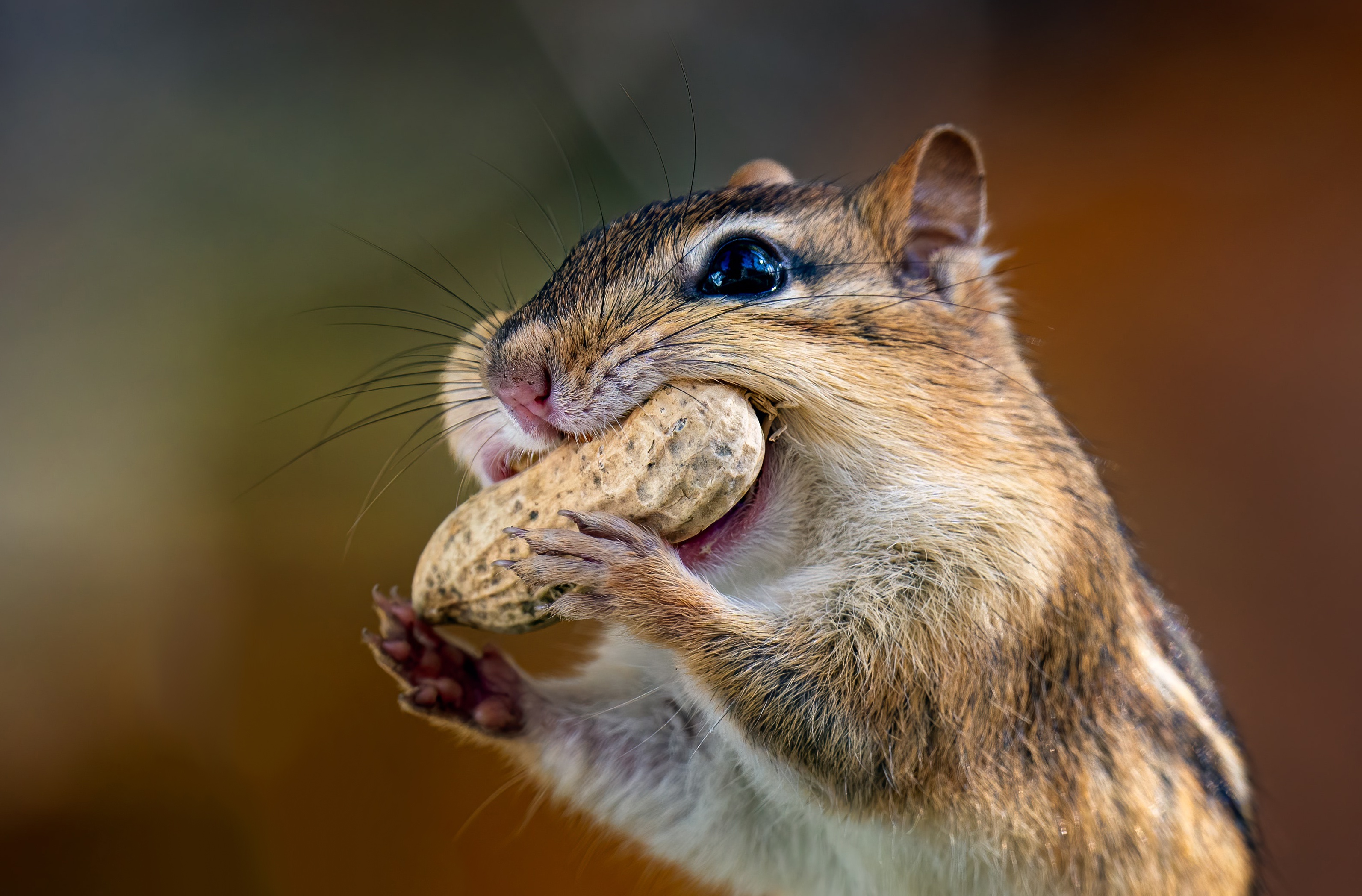 Download Peanut Rodent Nut Animal Chipmunk HD Wallpaper