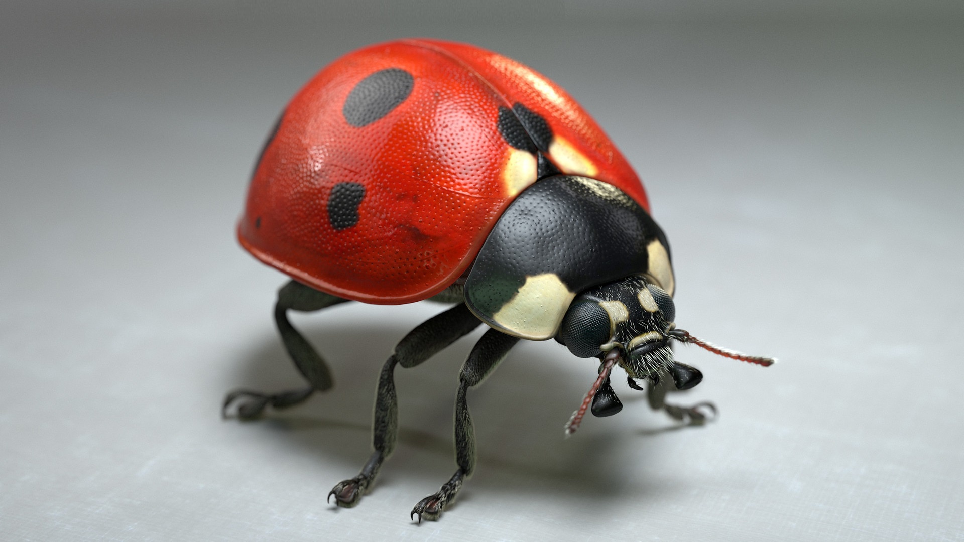 Download Macro Insect Animal Ladybug HD Wallpaper
