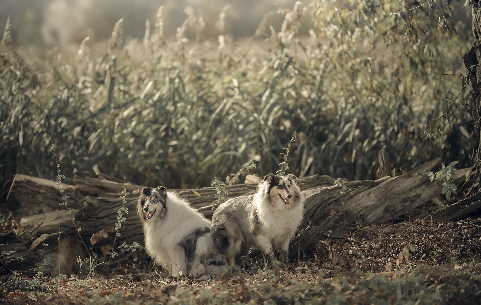 Download Dog Animal Shetland Sheepdog HD Wallpaper