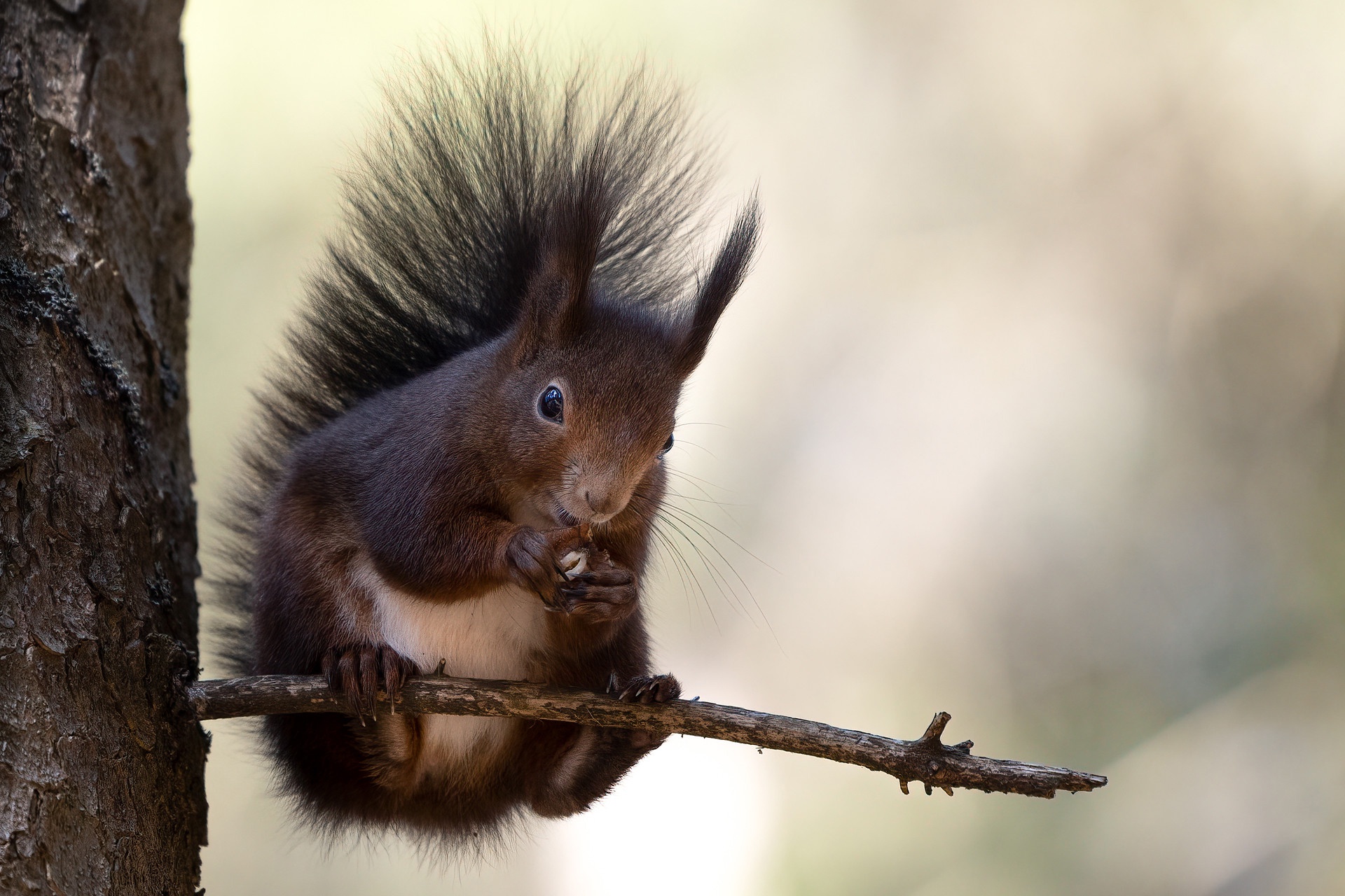 Animal Squirrel HD Wallpaper