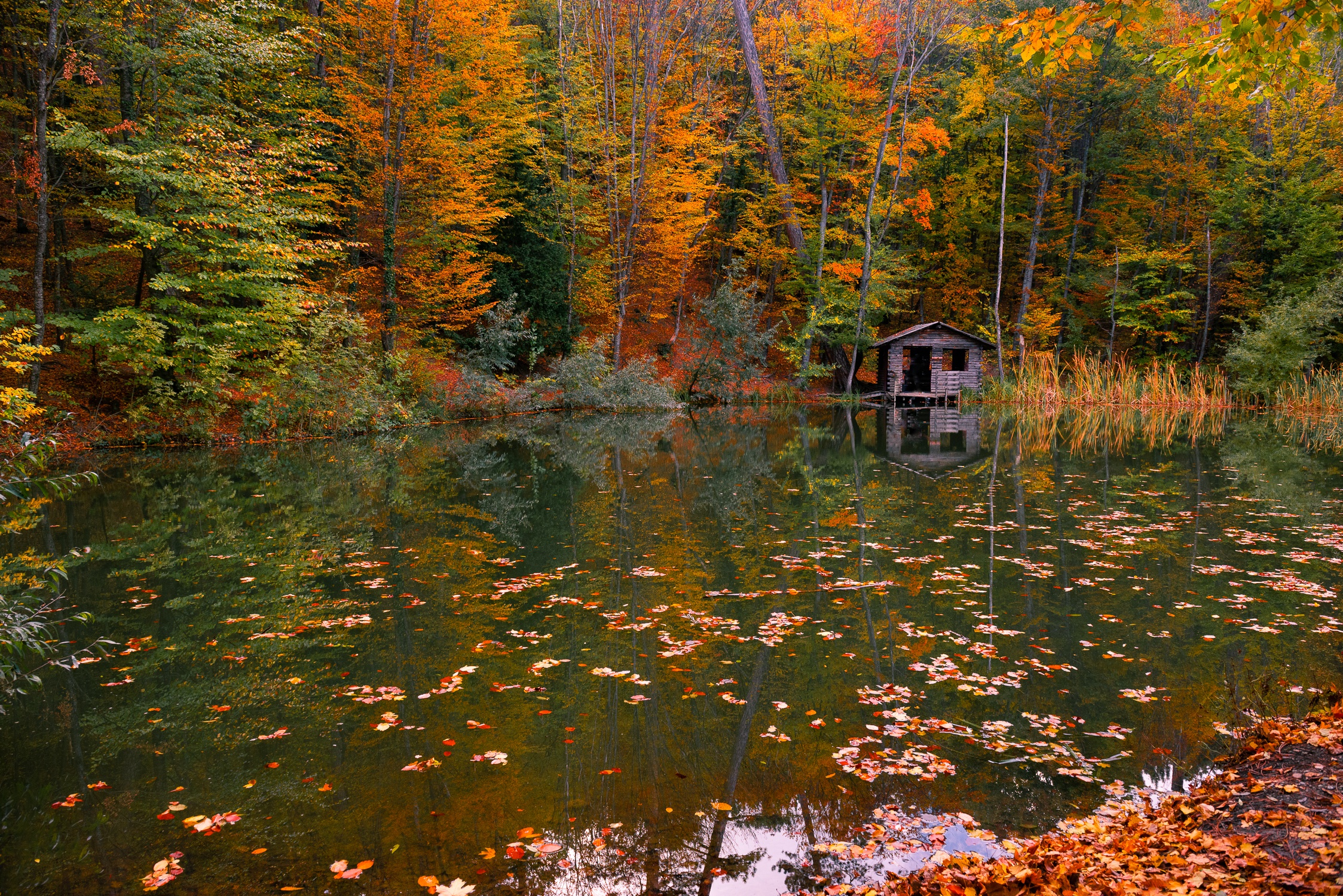 Download Forest Hut River Nature Photography Fall HD Wallpaper by ...