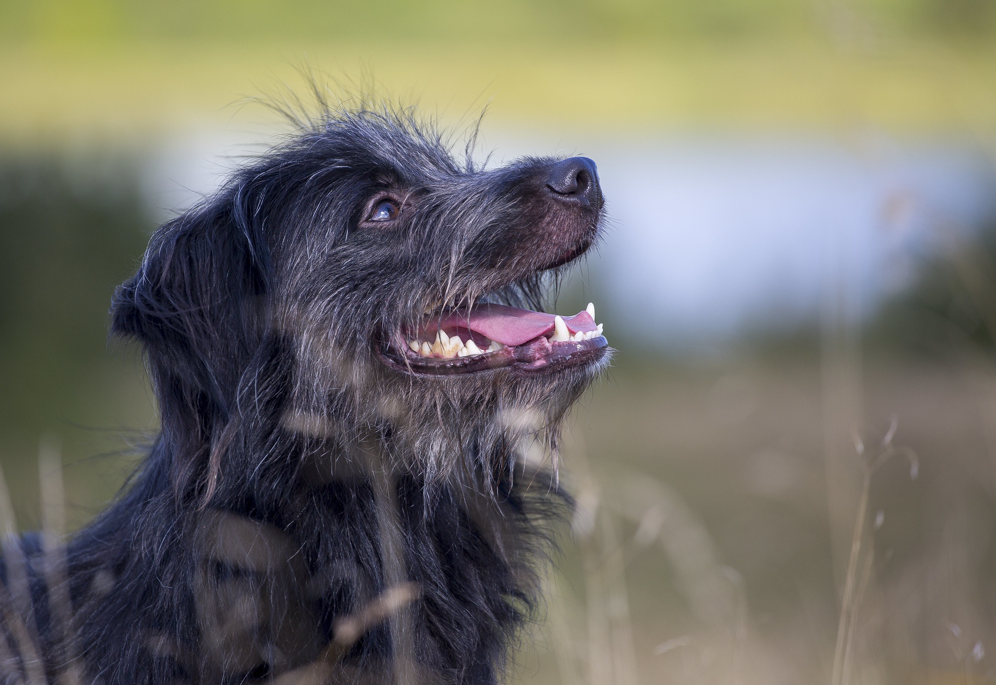 Download Profile Animal Dog HD Wallpaper