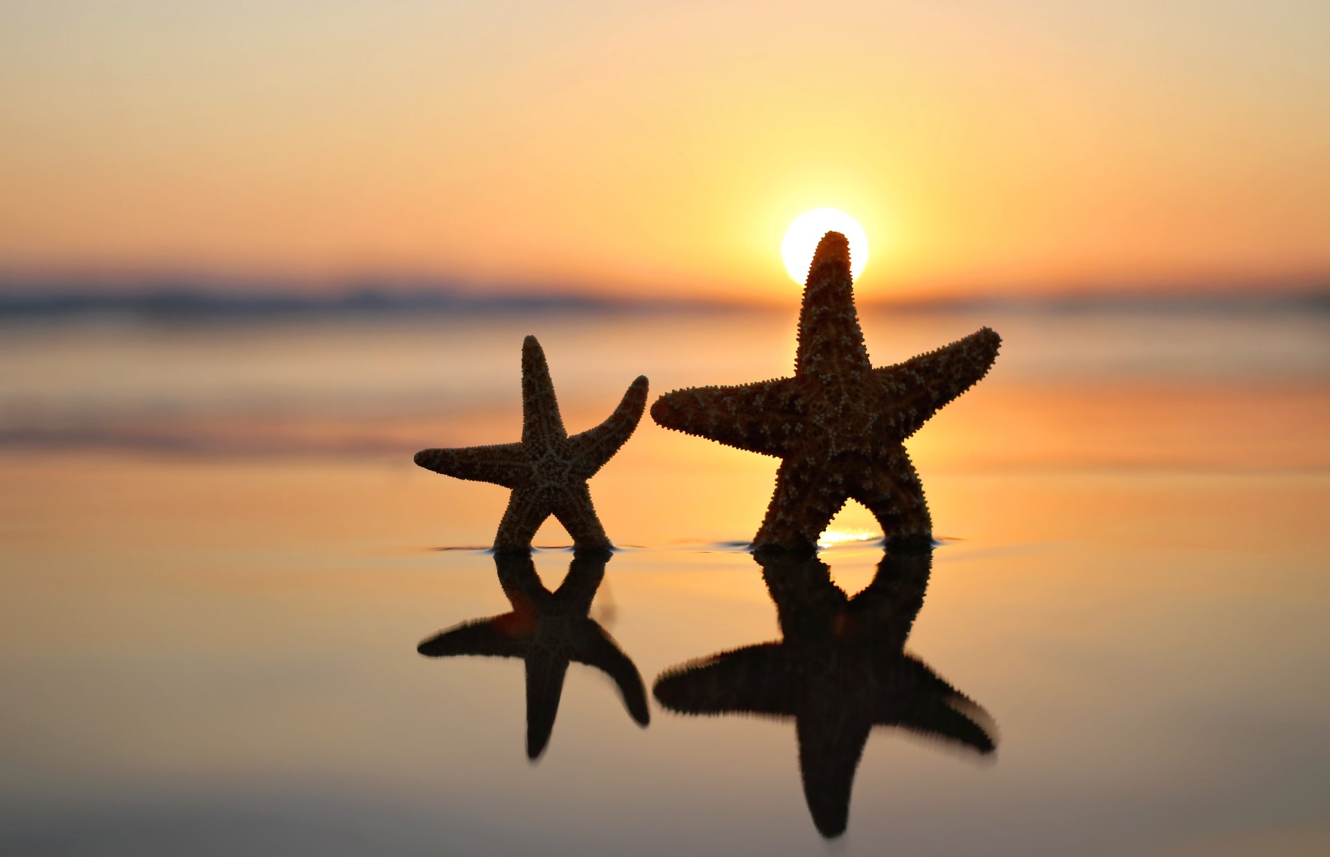 Animal Starfish 4k Ultra HD Wallpaper by seamerias