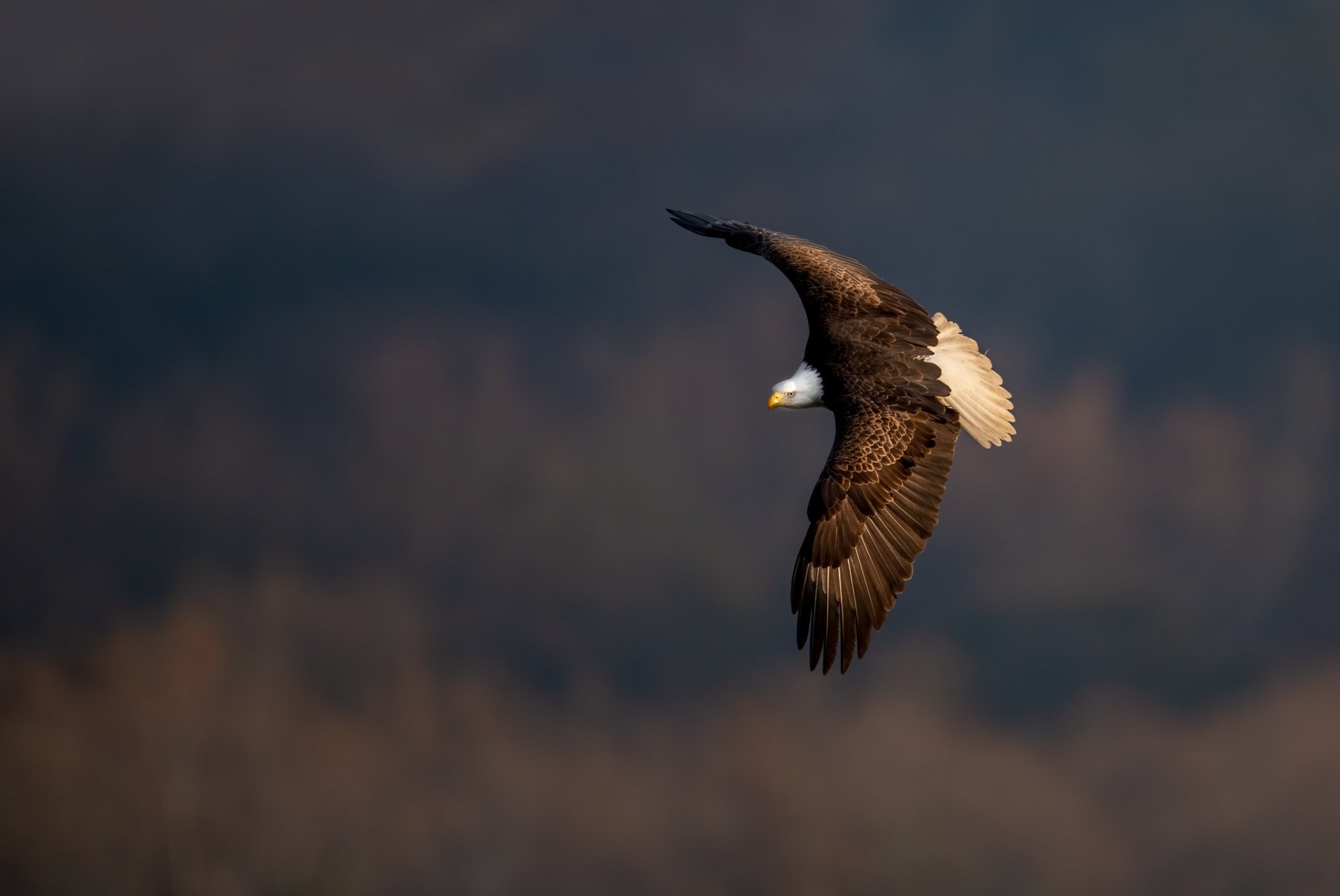 Download Bird Of Prey Flight Bird Animal Bald Eagle HD Wallpaper