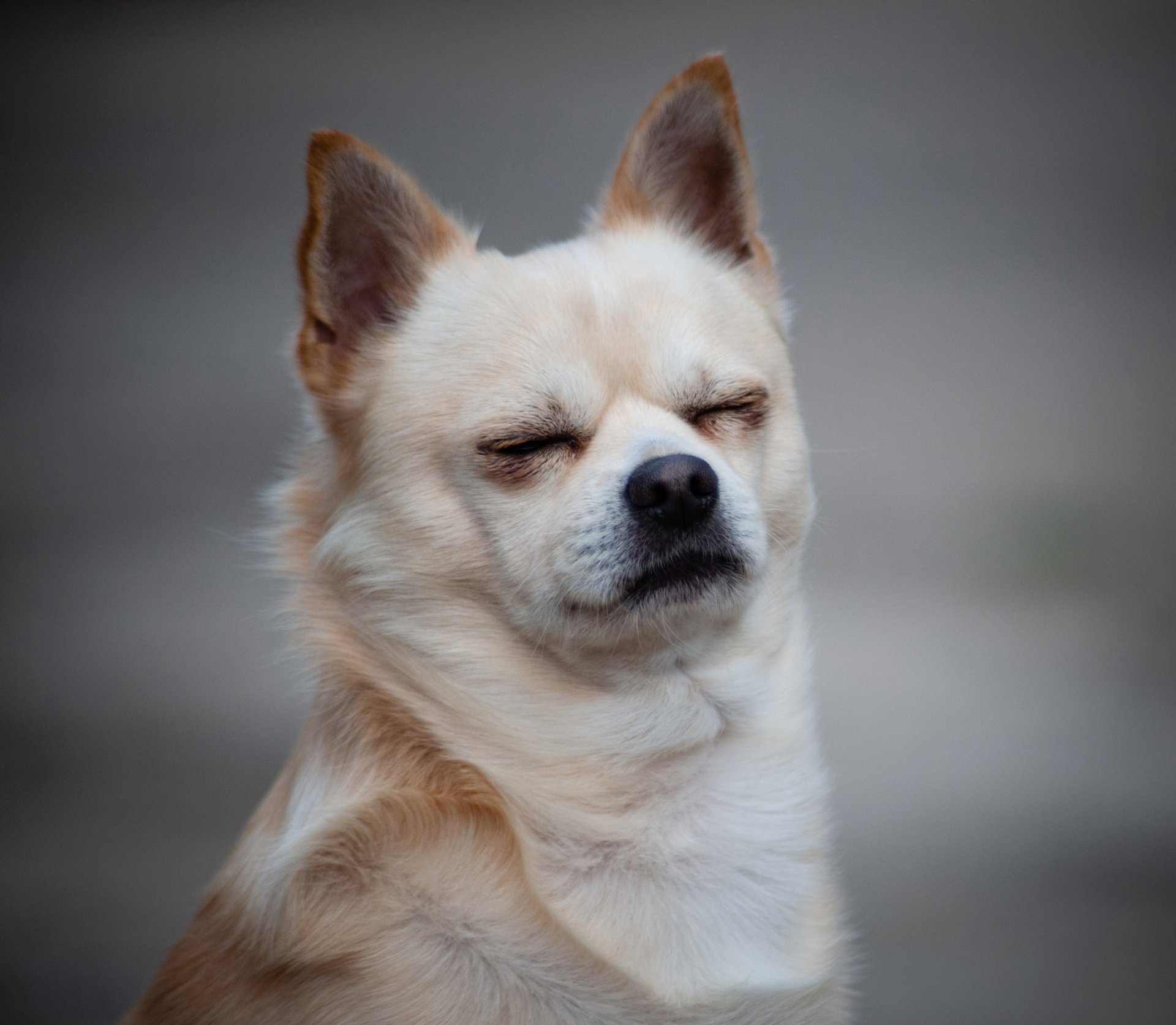 Download Muzzle Dog Animal Chihuahua HD Wallpaper