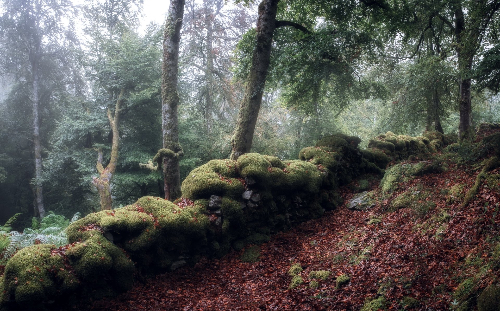 Download Fern Fog Nature Forest Moss 4k Ultra HD Wallpaper