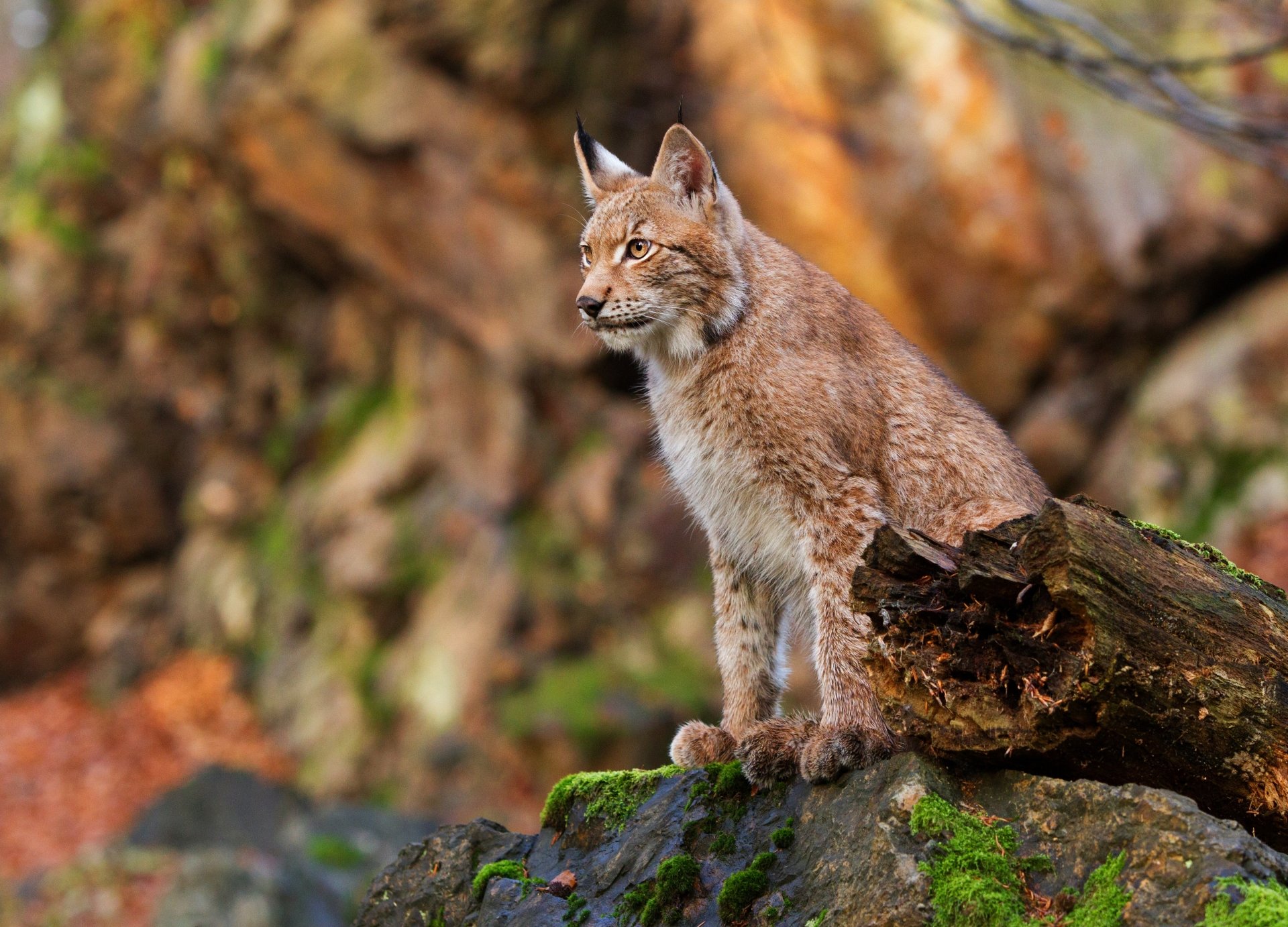 Download Animal Lynx 4k Ultra HD Wallpaper