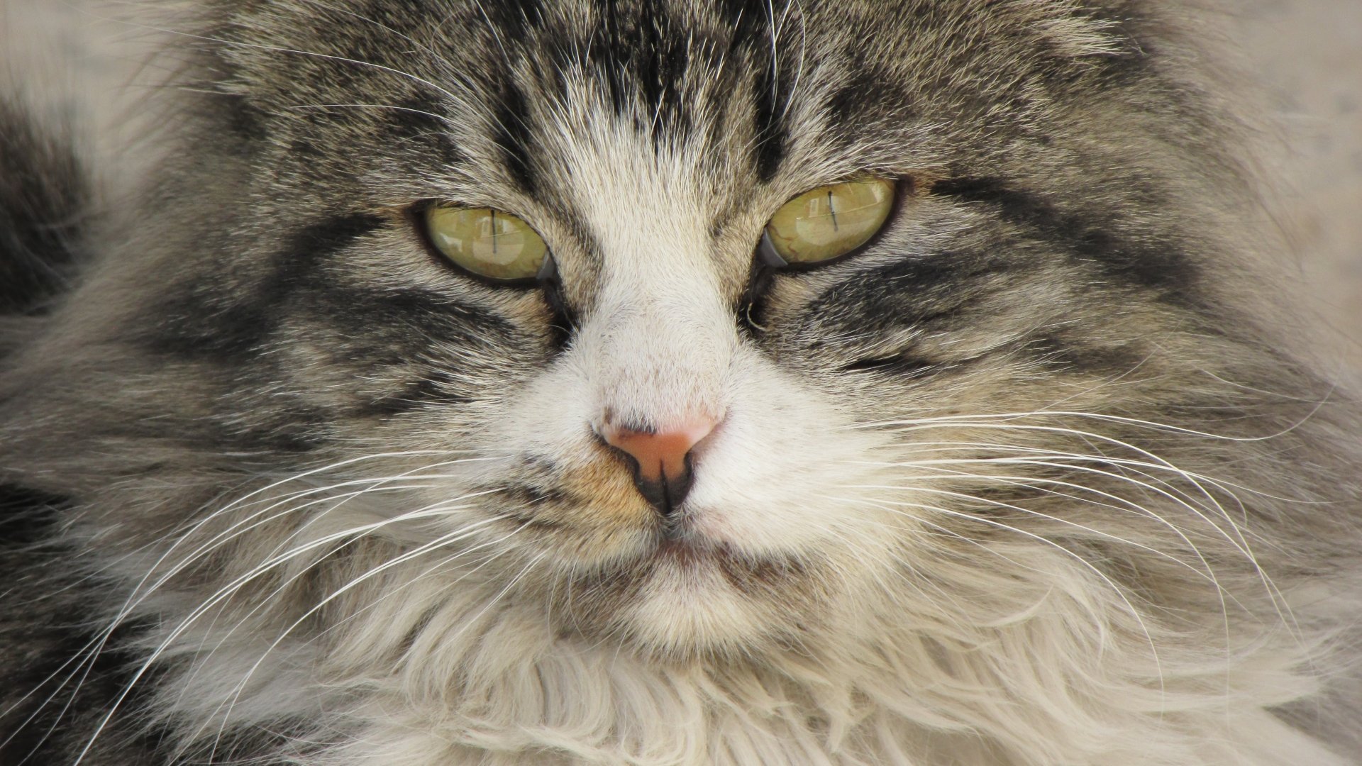 Download Animal Cat 4k Ultra HD Wallpaper | 4608x2592 | Wallpaper Abyss