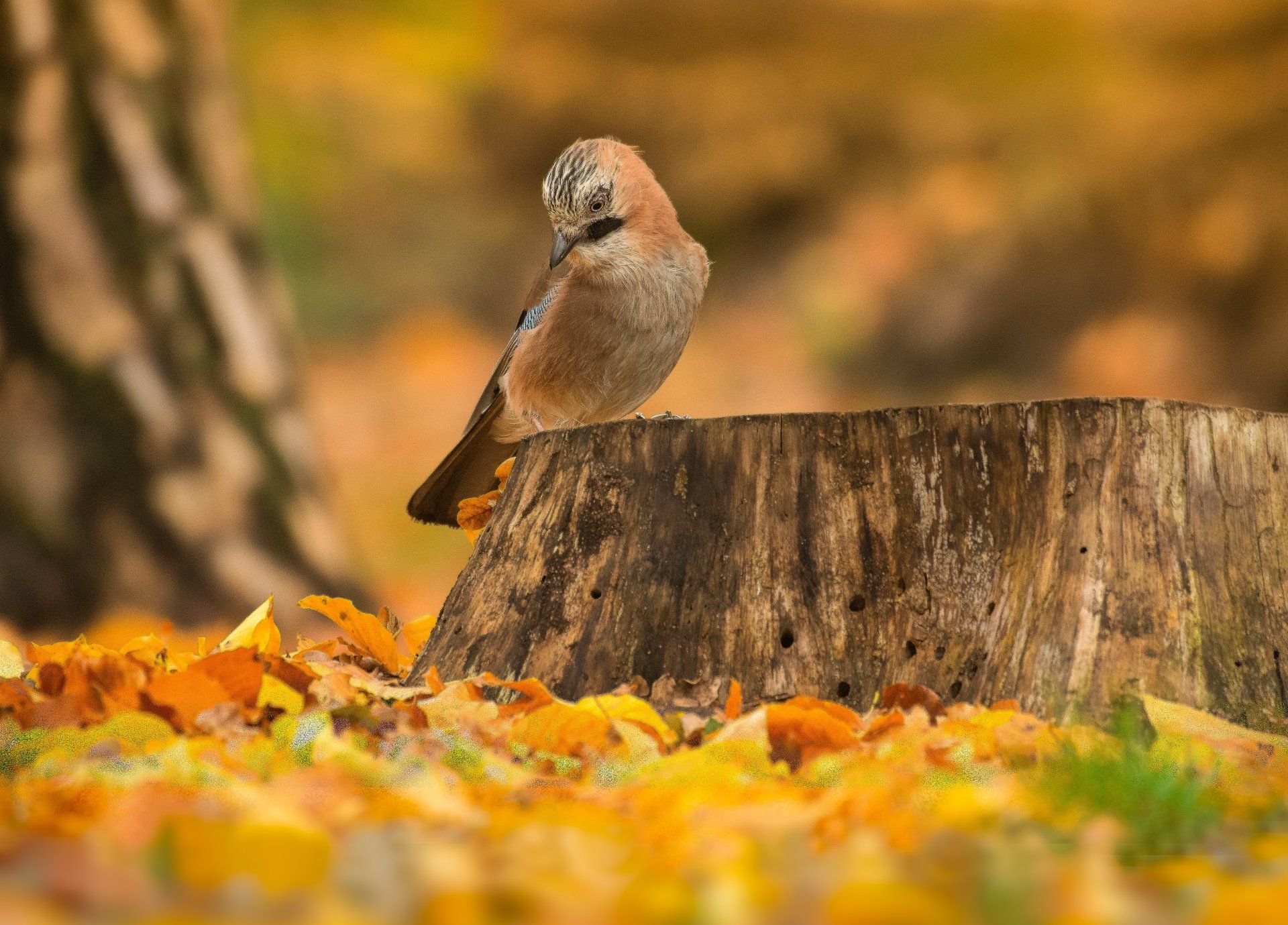 Download Jay Stump Bird Nature Leaf Fall Animal Eurasian Jay 4k Ultra ...