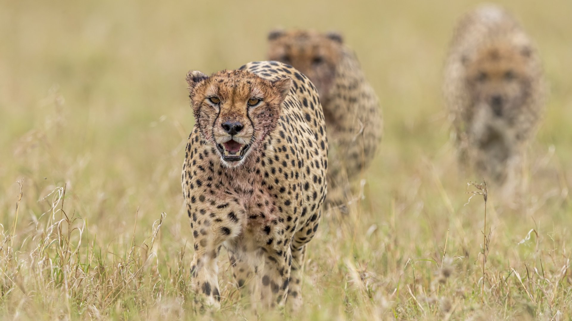 Download Animal Cheetah 4k Ultra HD Wallpaper | 3840x2160 | Wallpaper Abyss