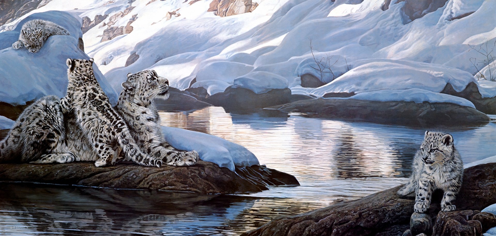 Download Cub Winter Animal Snow Leopard HD Wallpaper by Terry Isaac ...