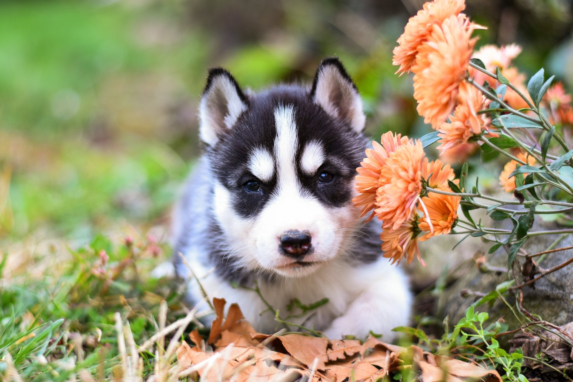 Download Siberian Husky Puppy Baby Animal Dog Animal Husky 4k Ultra HD ...