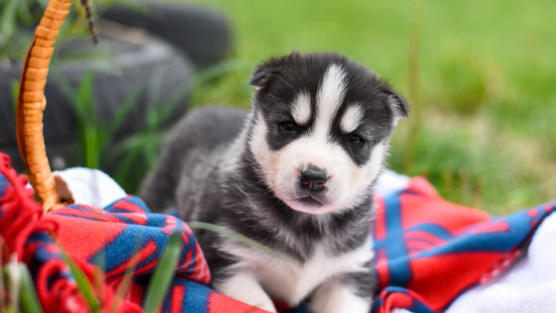 Download Siberian Husky Puppy Baby Animal Dog Animal Husky HD Wallpaper