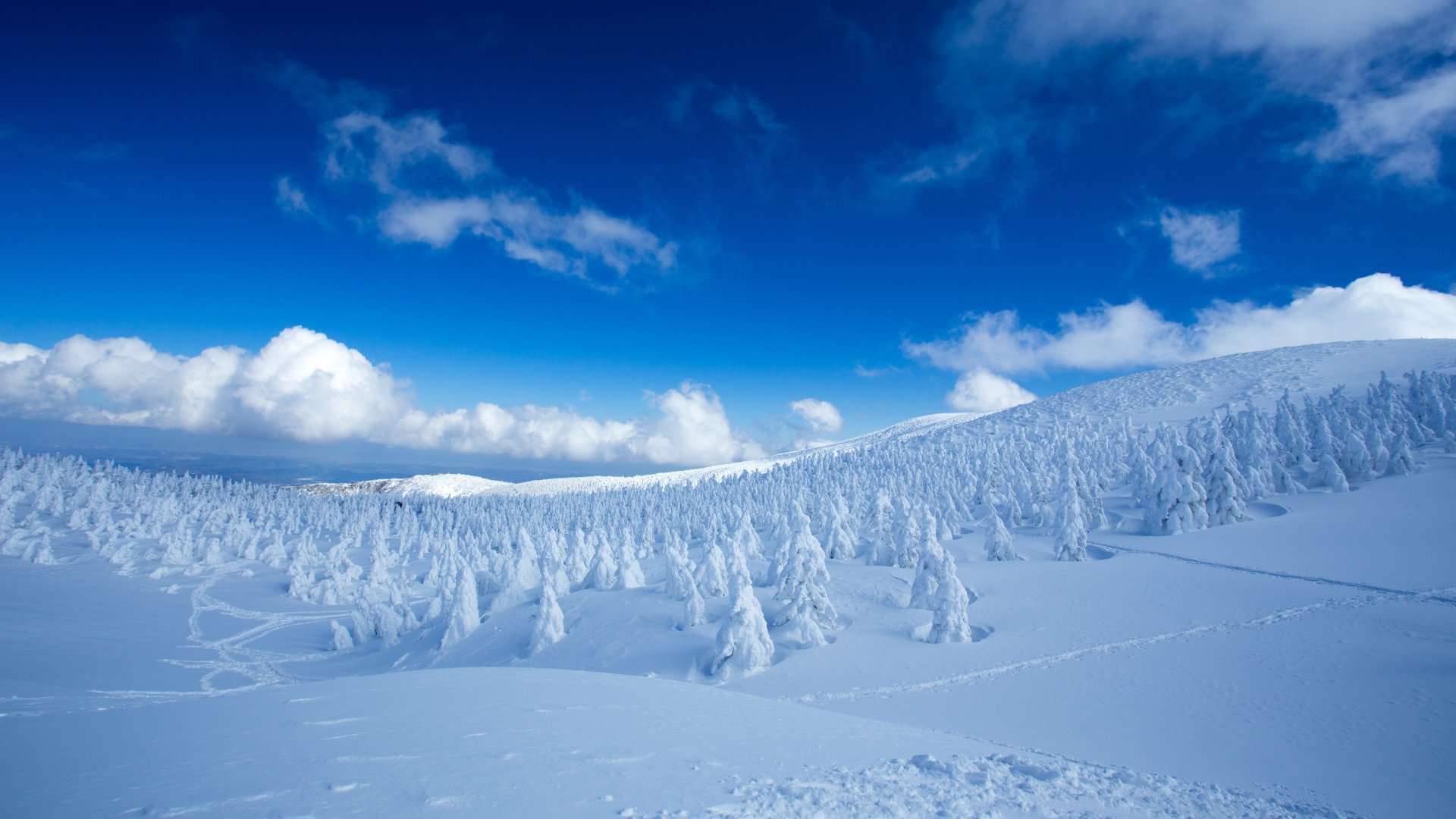 Winter Forest Serenity: Stunning 4K Ultra HD Snowy Landscape Under Blue ...