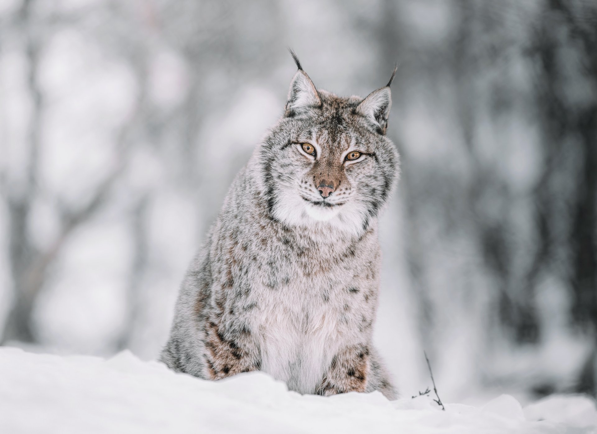 8K Ultra HD Lynx in Winter Wilderness Wallpaper