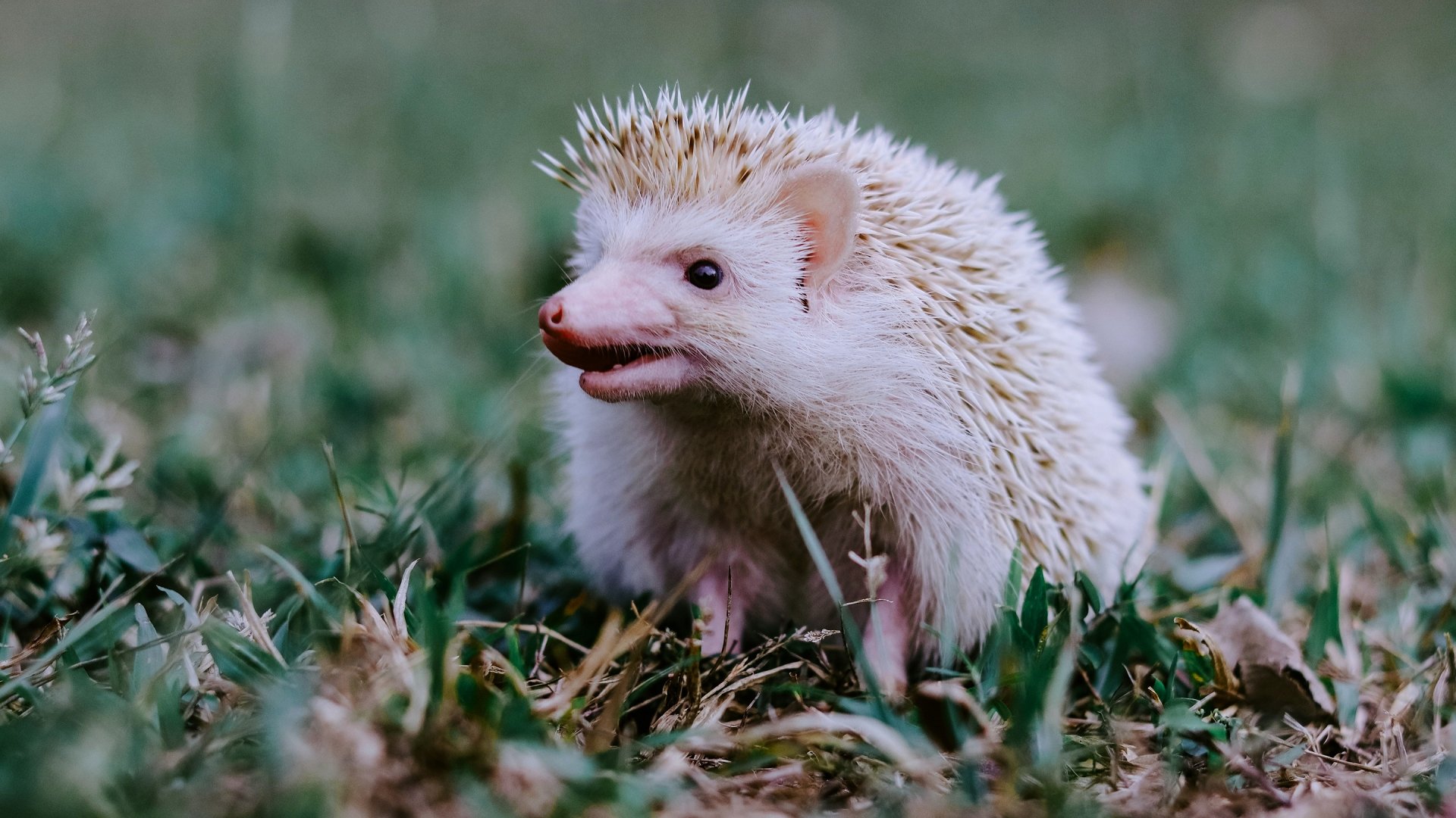 Download Grass Animal Hedgehog HD Wallpaper
