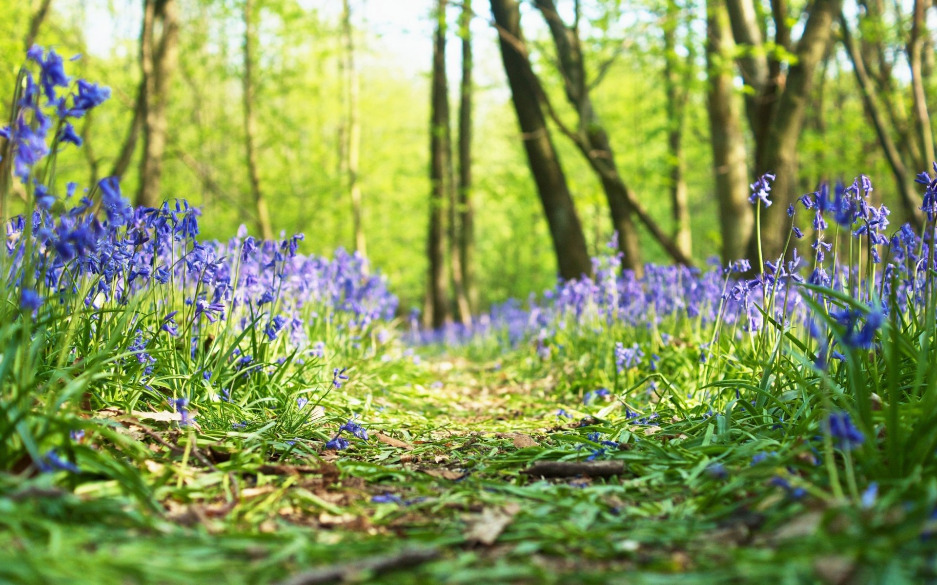 Download Blue Flower Spring Forest Nature Flower HD Wallpaper