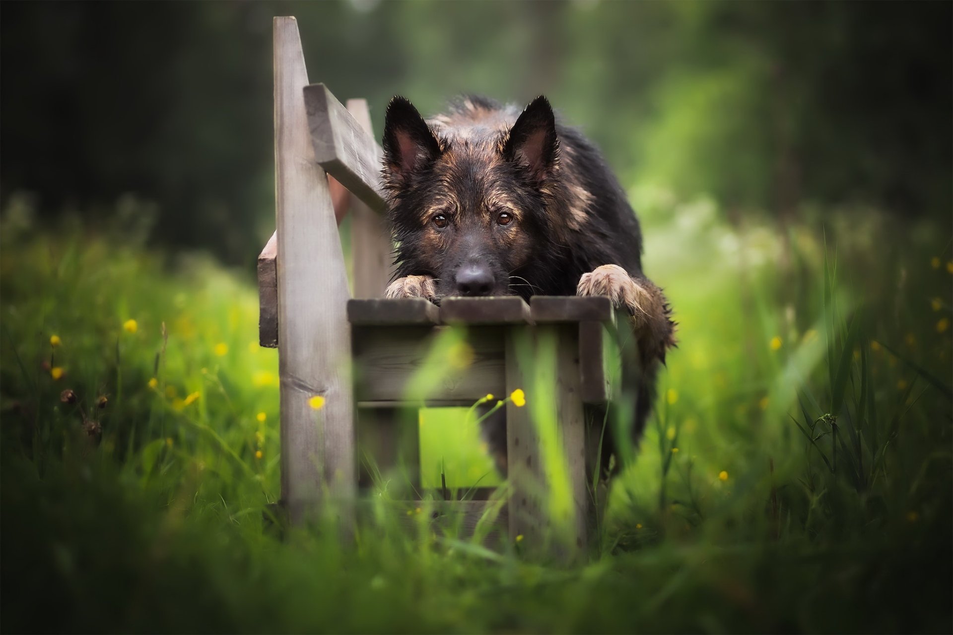 Download Bench Animal Dog HD Wallpaper