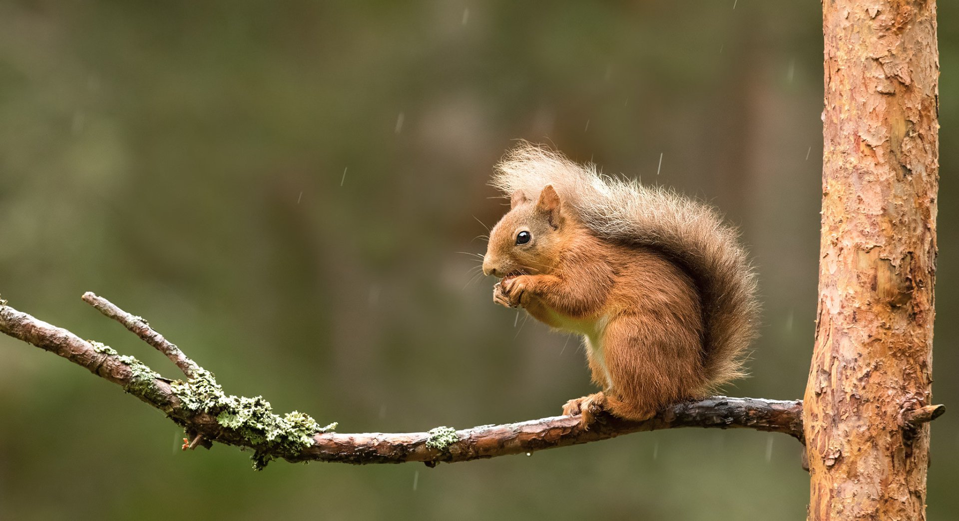 Download Rodent Animal Squirrel HD Wallpaper