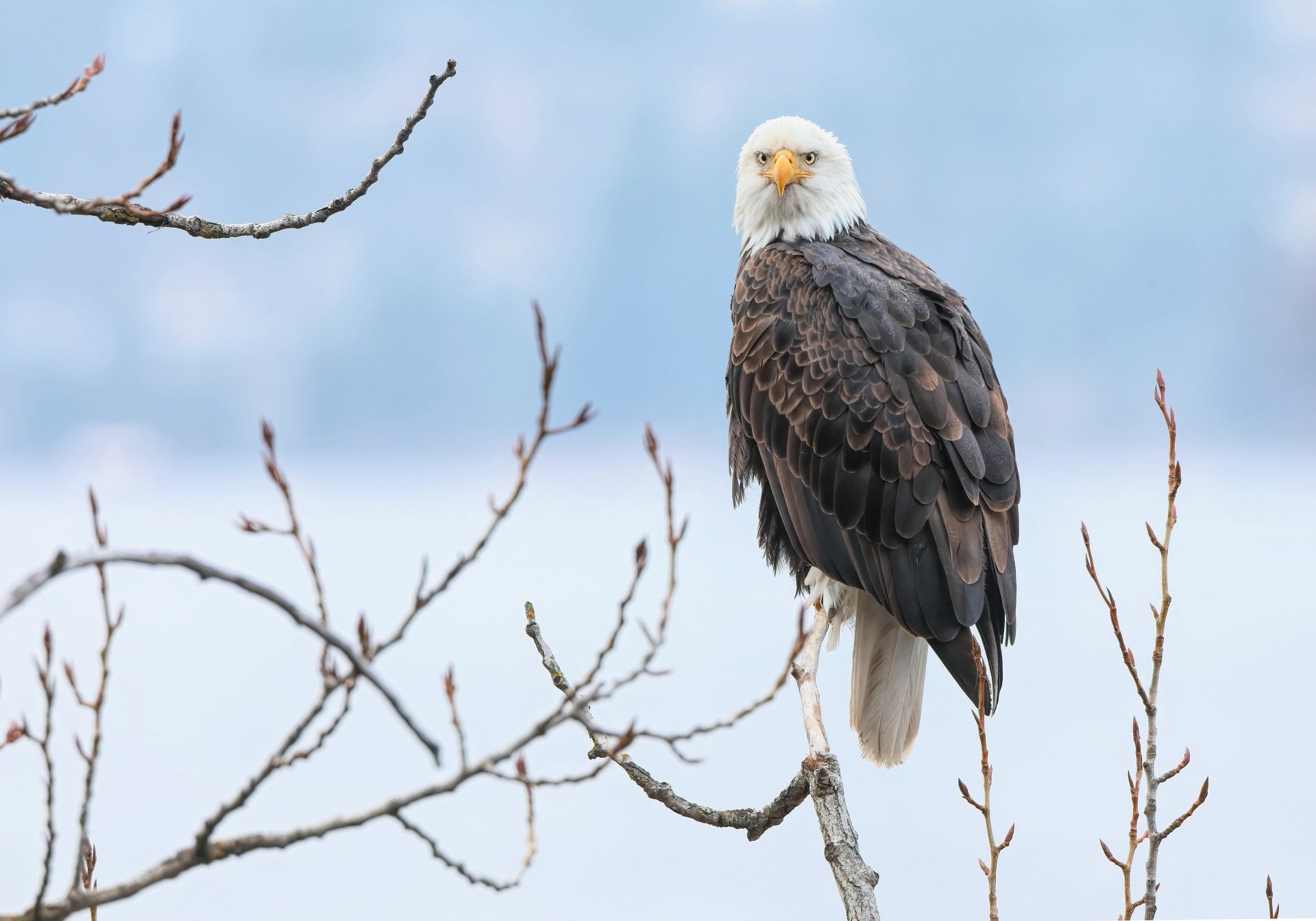 Download Bird Of Prey Bird Animal Bald Eagle 4k Ultra HD Wallpaper