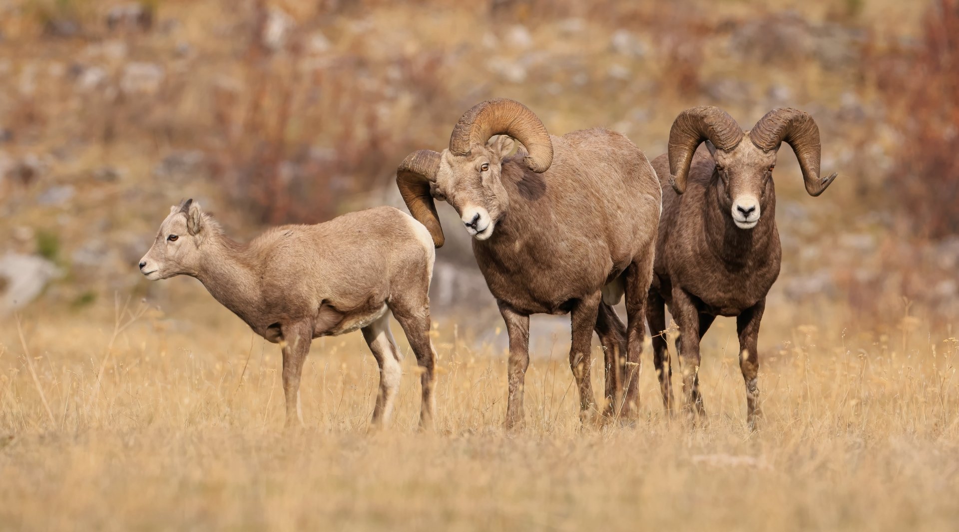 Majestic Bighorn Sheep | 4K Ultra HD Wildlife Wallpaper