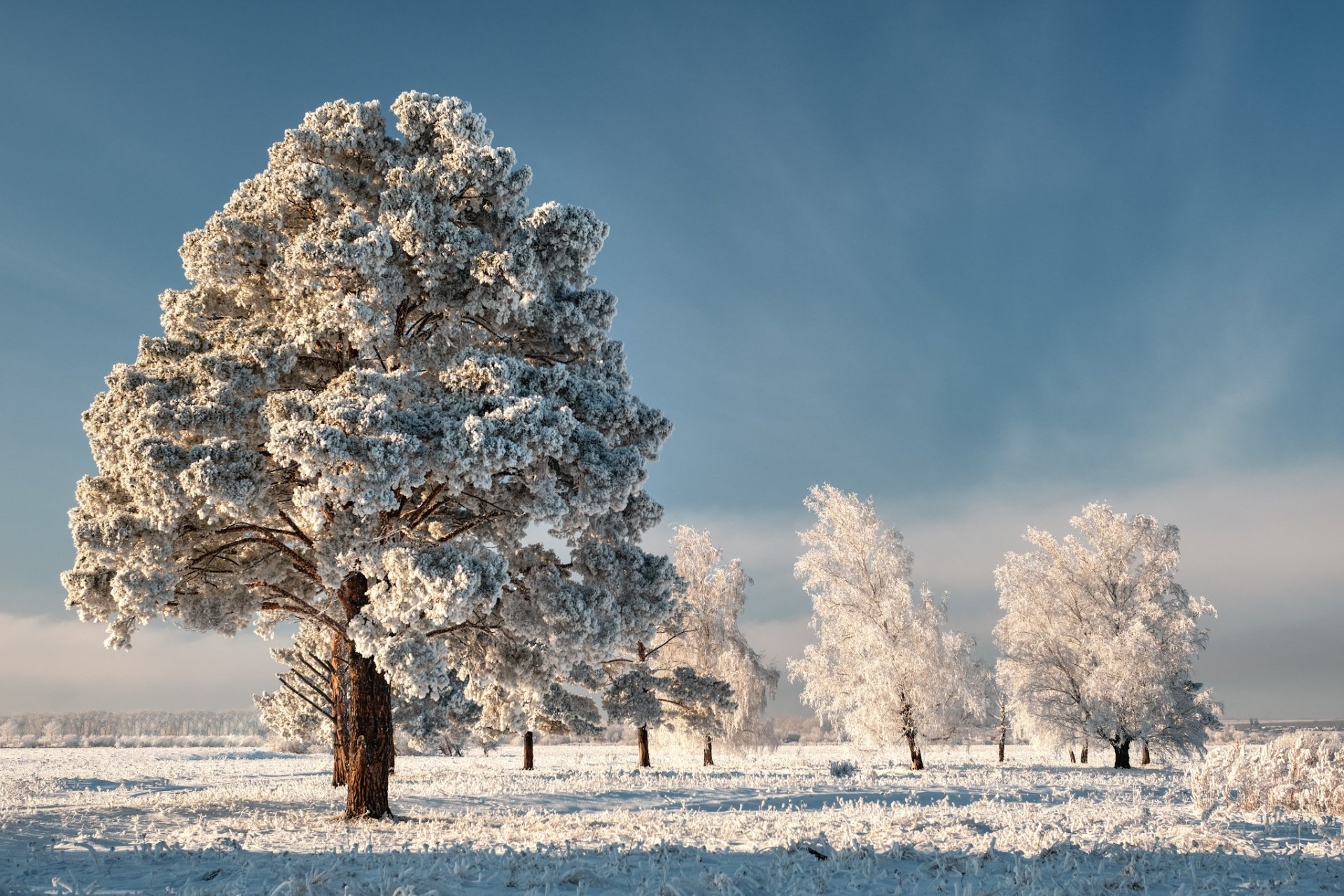 Download Tree Snow Sky Nature Winter HD Wallpaper