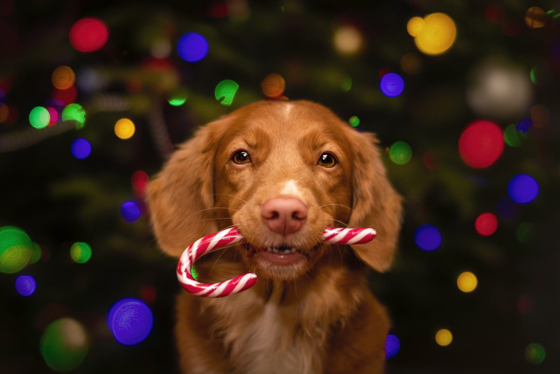 Download Candy Cane Puppy Baby Animal Dog Animal Nova Scotia Duck ...