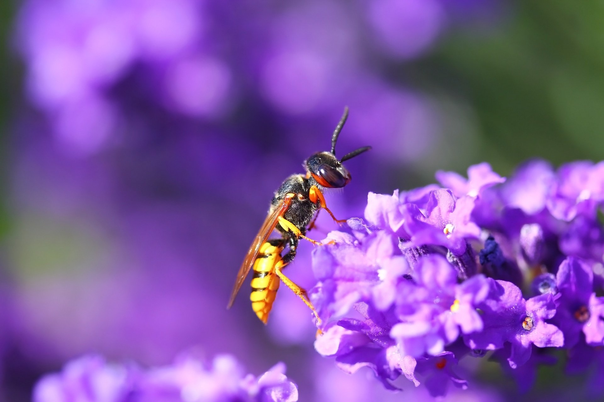 Download Flower Insect Animal Wasp HD Wallpaper