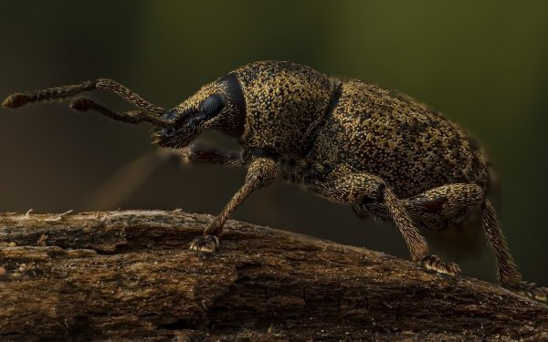 weevil HD Wallpaper | Background Image | 1920x1280 | ID:688447 ...