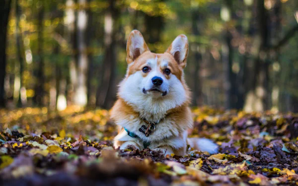 [20+] Corgi 4k Wallpapers