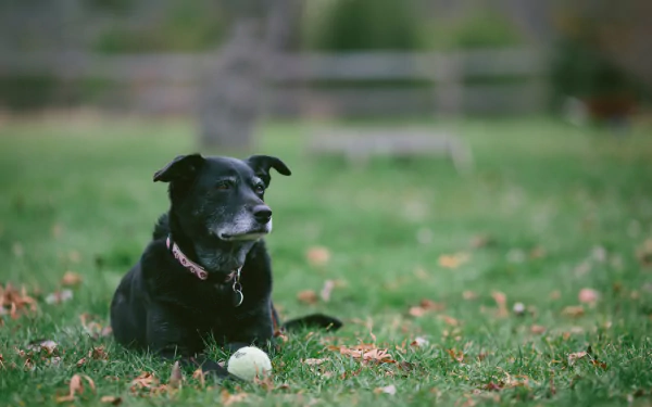 [50+] Black Dog Wallpapers