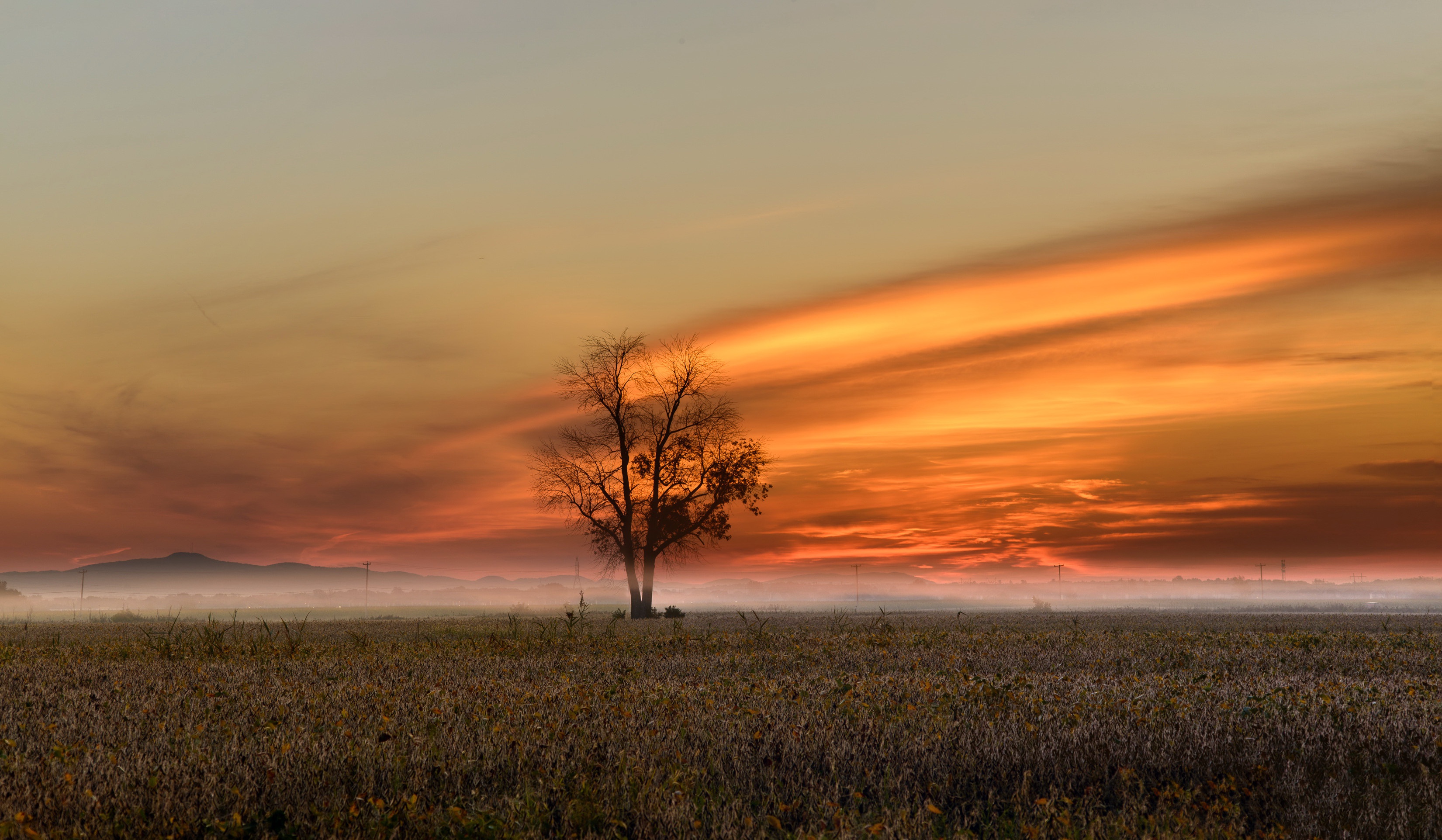 Download Nature Sunset Fog Field Tree HD Wallpaper