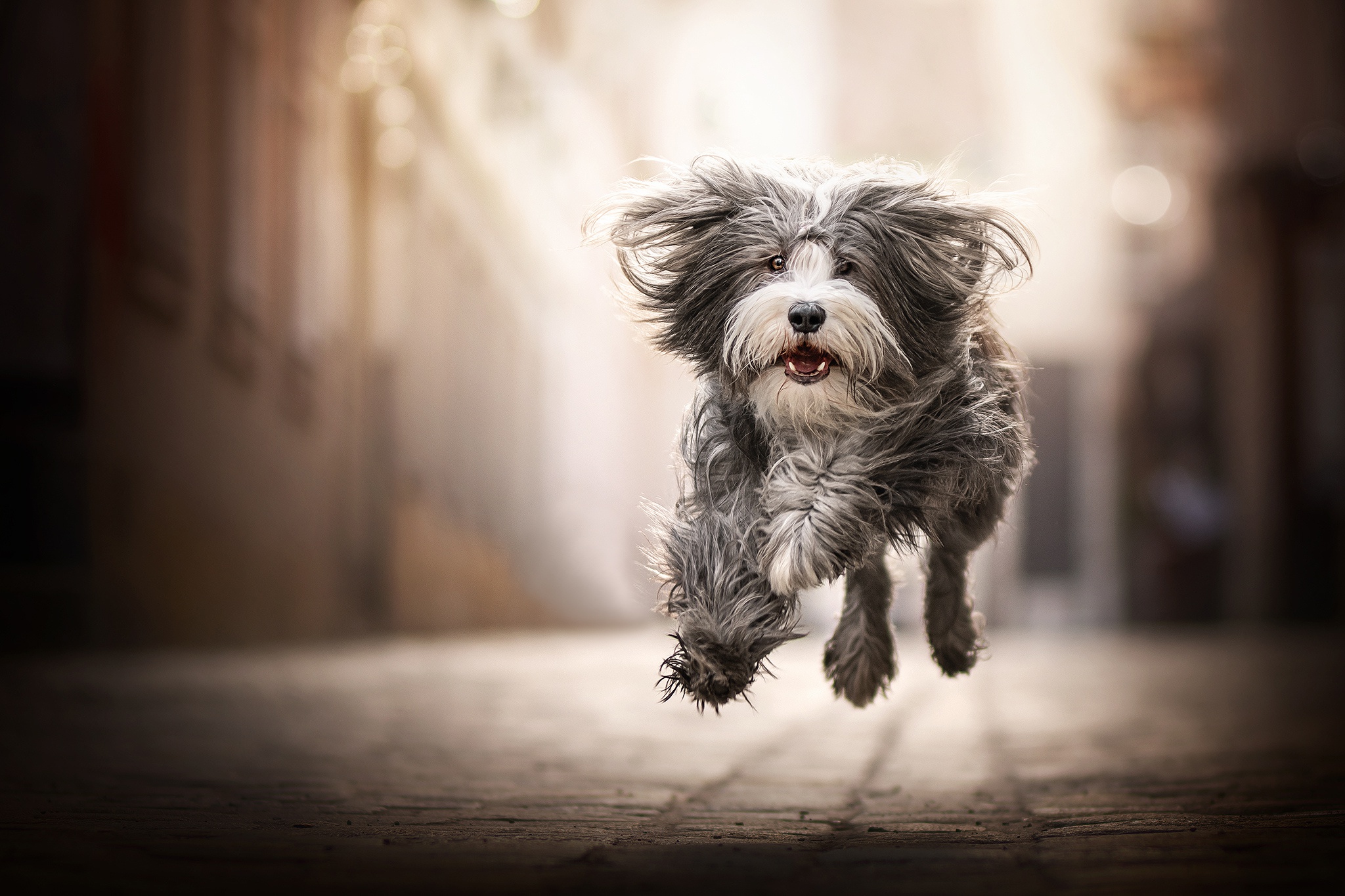 Download Depth Of Field Animal Dog HD Wallpaper