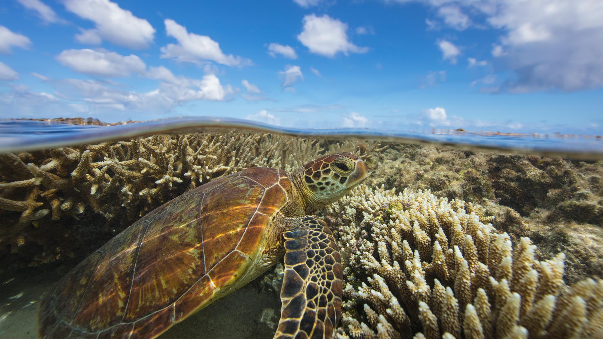 Download Underwater Coral Sea Life Animal Turtle HD Wallpaper