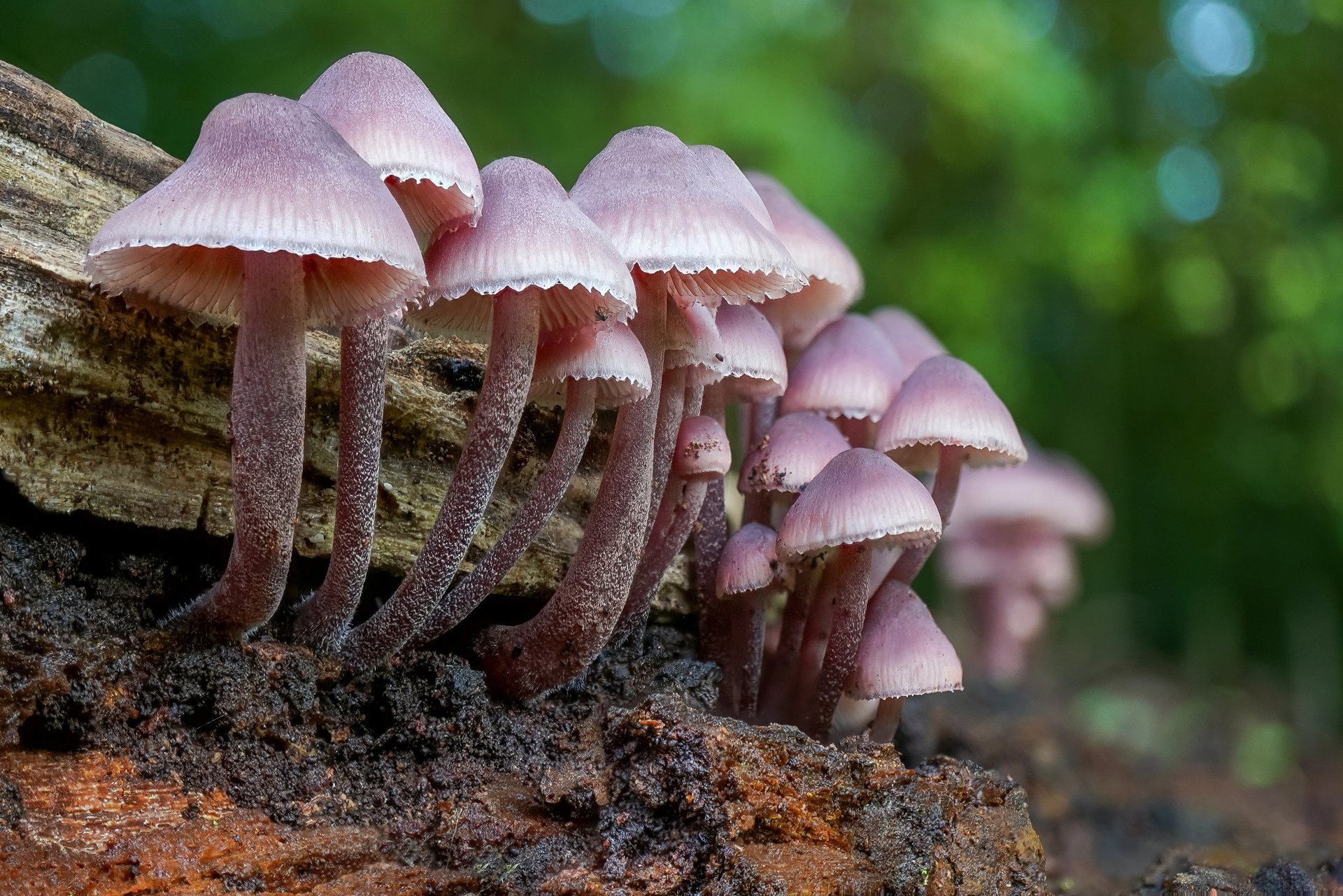 4K Ultra HD Macro: Enchanted Pink Mushroom Grove