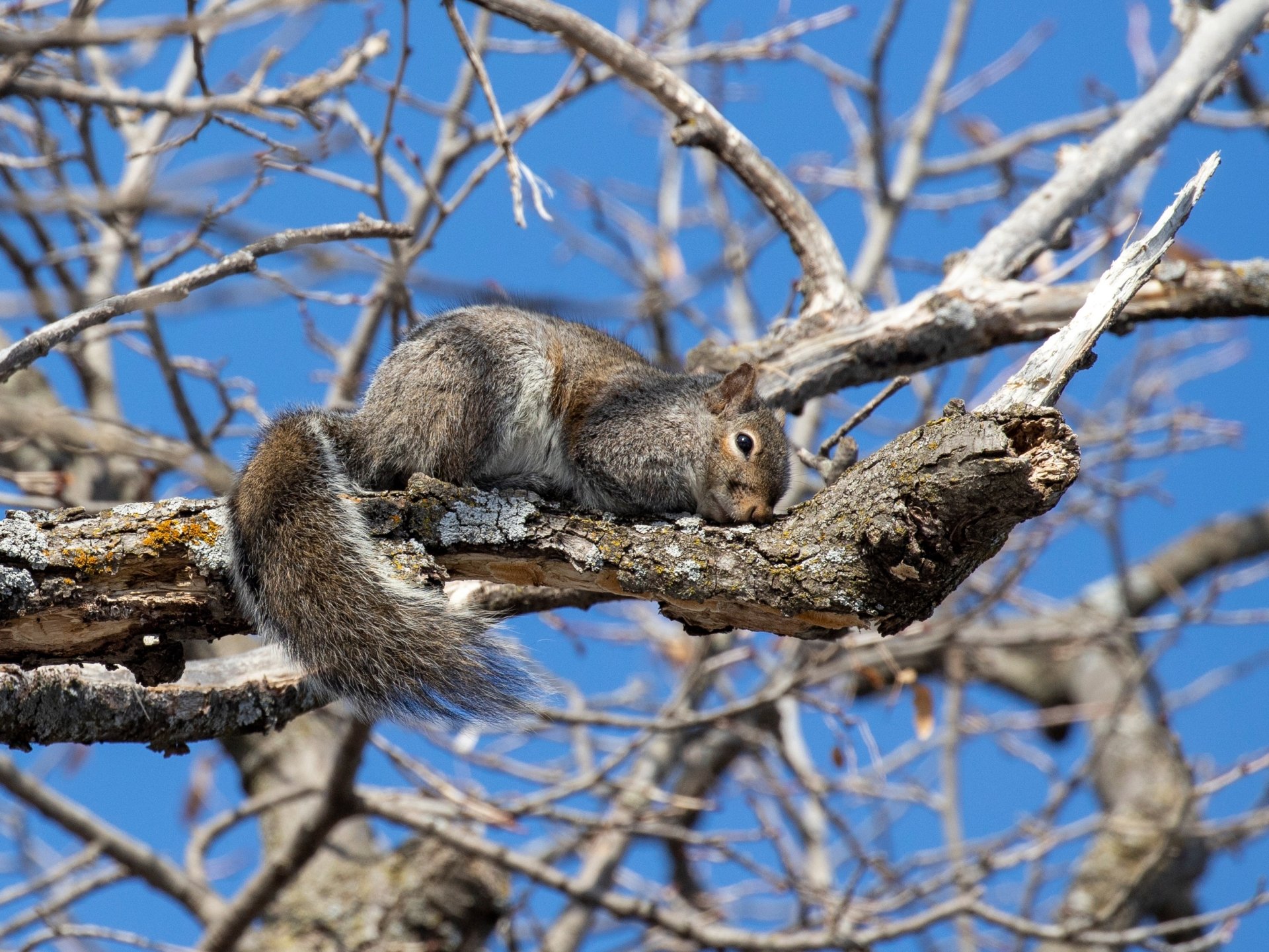 Download Rodent Animal Squirrel HD Wallpaper | 2686x2016 | Wallpaper Abyss