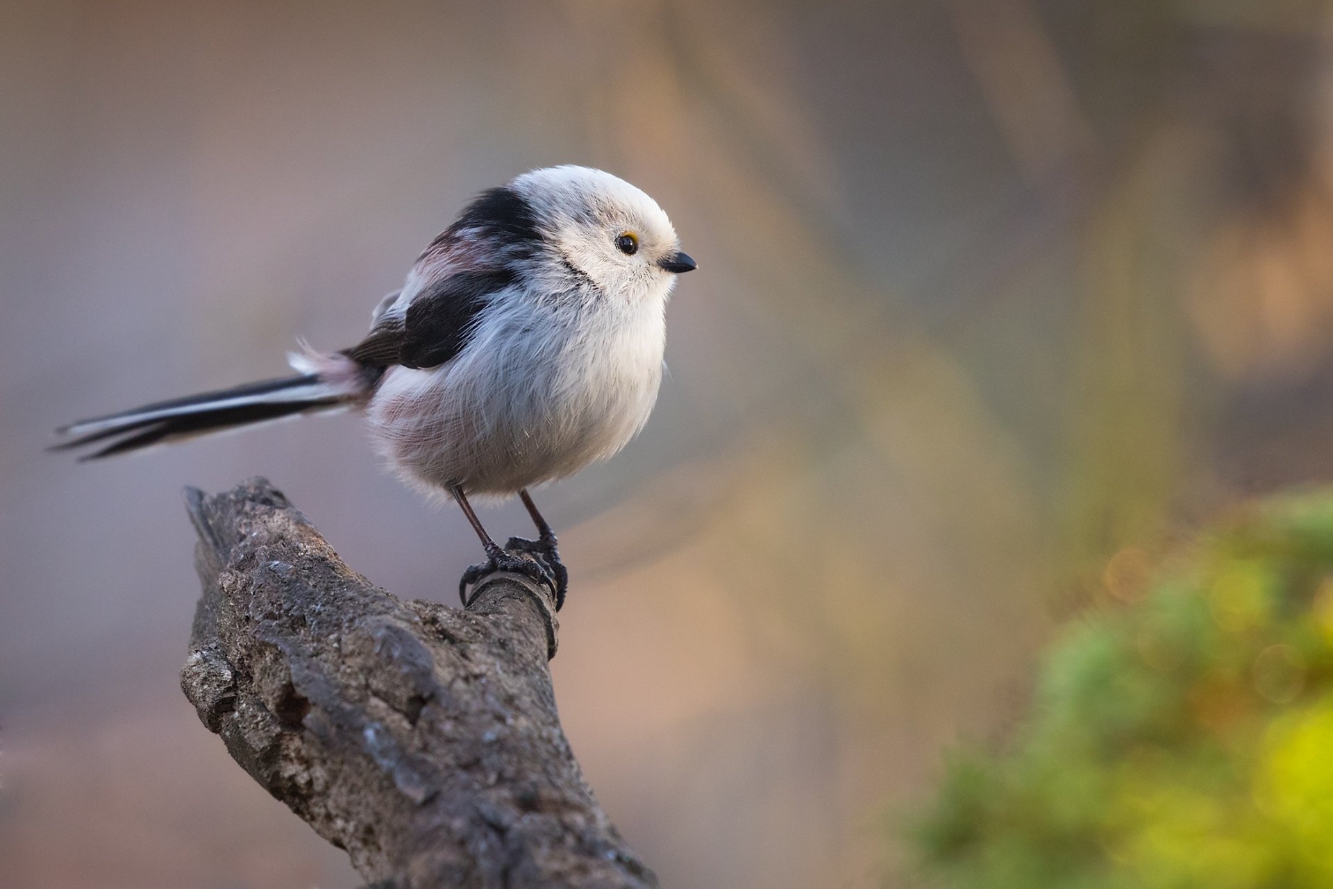 Titmouse HD Wallpaper — Tiny Woodland Songbird | 2099x1400 | Wallpaper ...