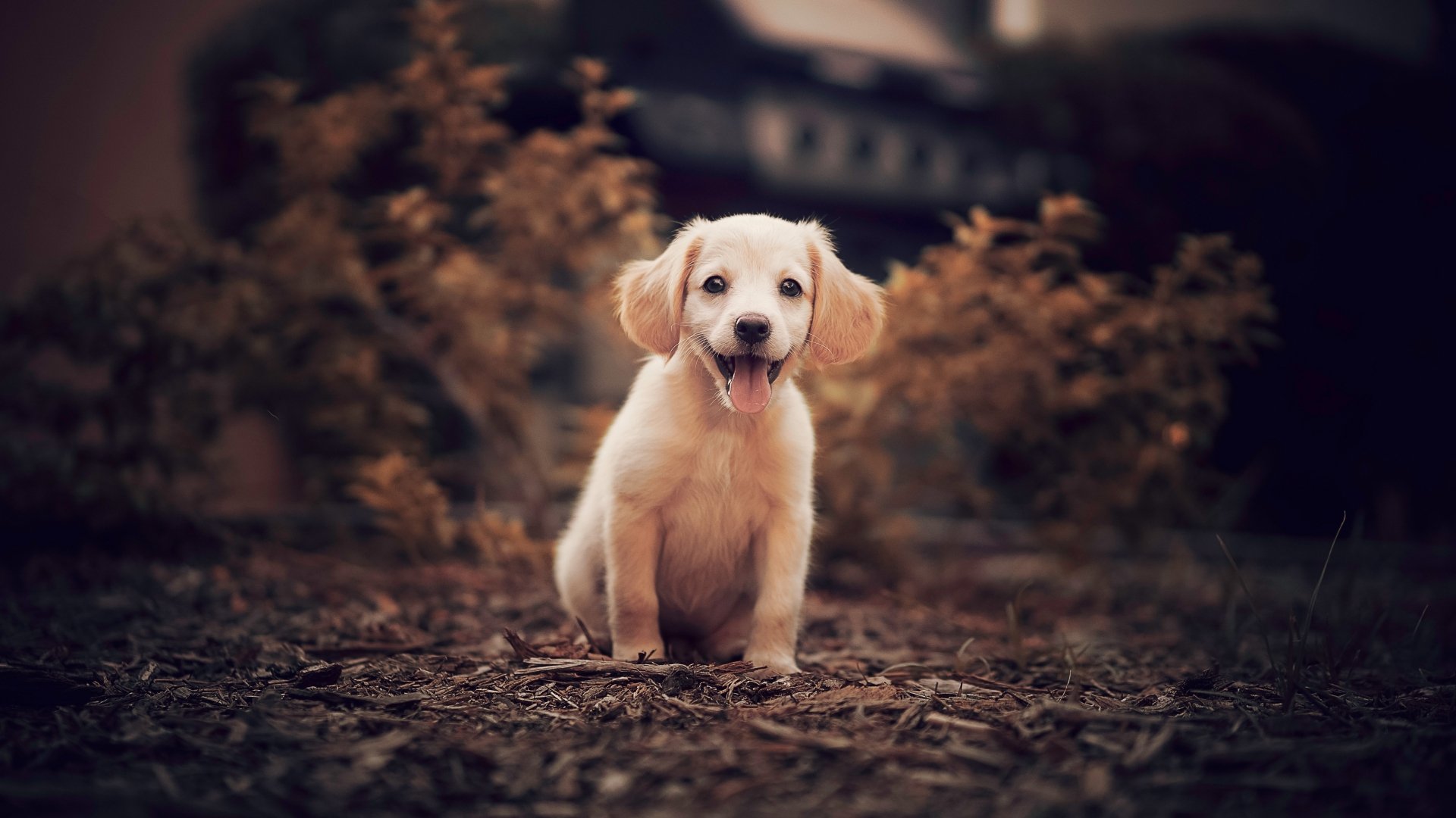 Download Golden Retriever Baby Animal Dog Animal Puppy 4k Ultra HD ...