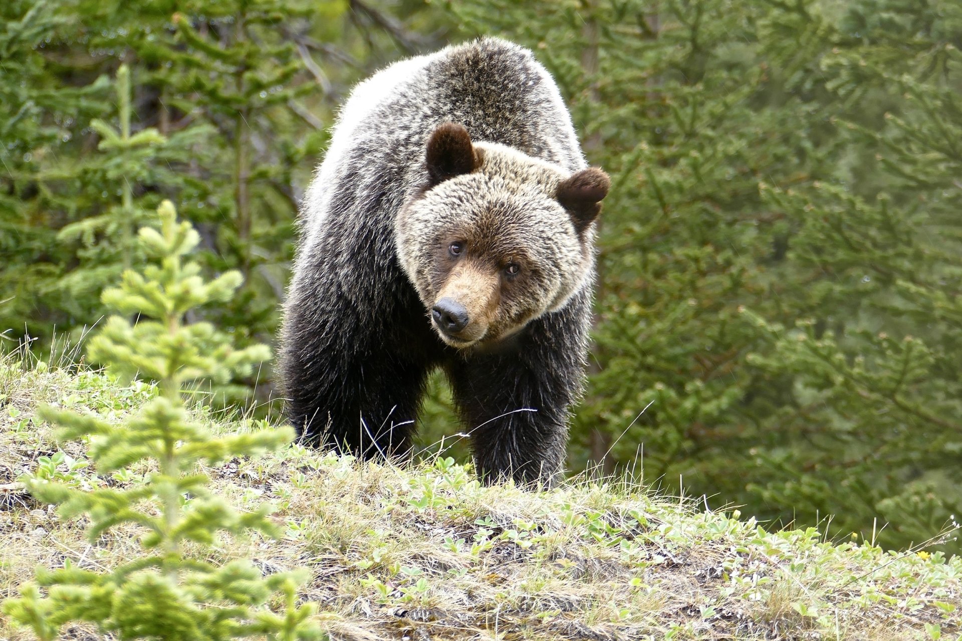 Majestic Forest Bear — HD Wallpaper | 2500x1666 | Wallpaper Abyss