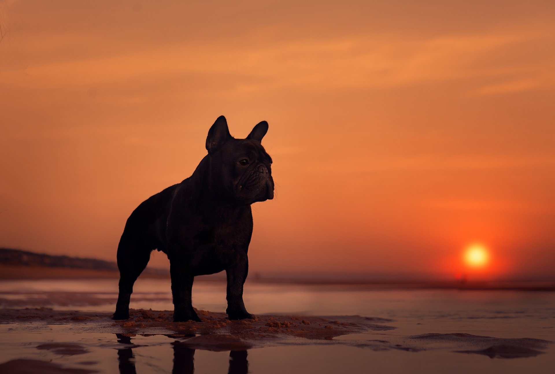 Download Silhouette Dog Sunset Animal French Bulldog HD Wallpaper ...