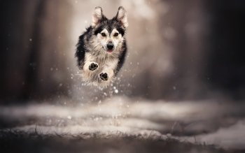 Dashing Through The Snow