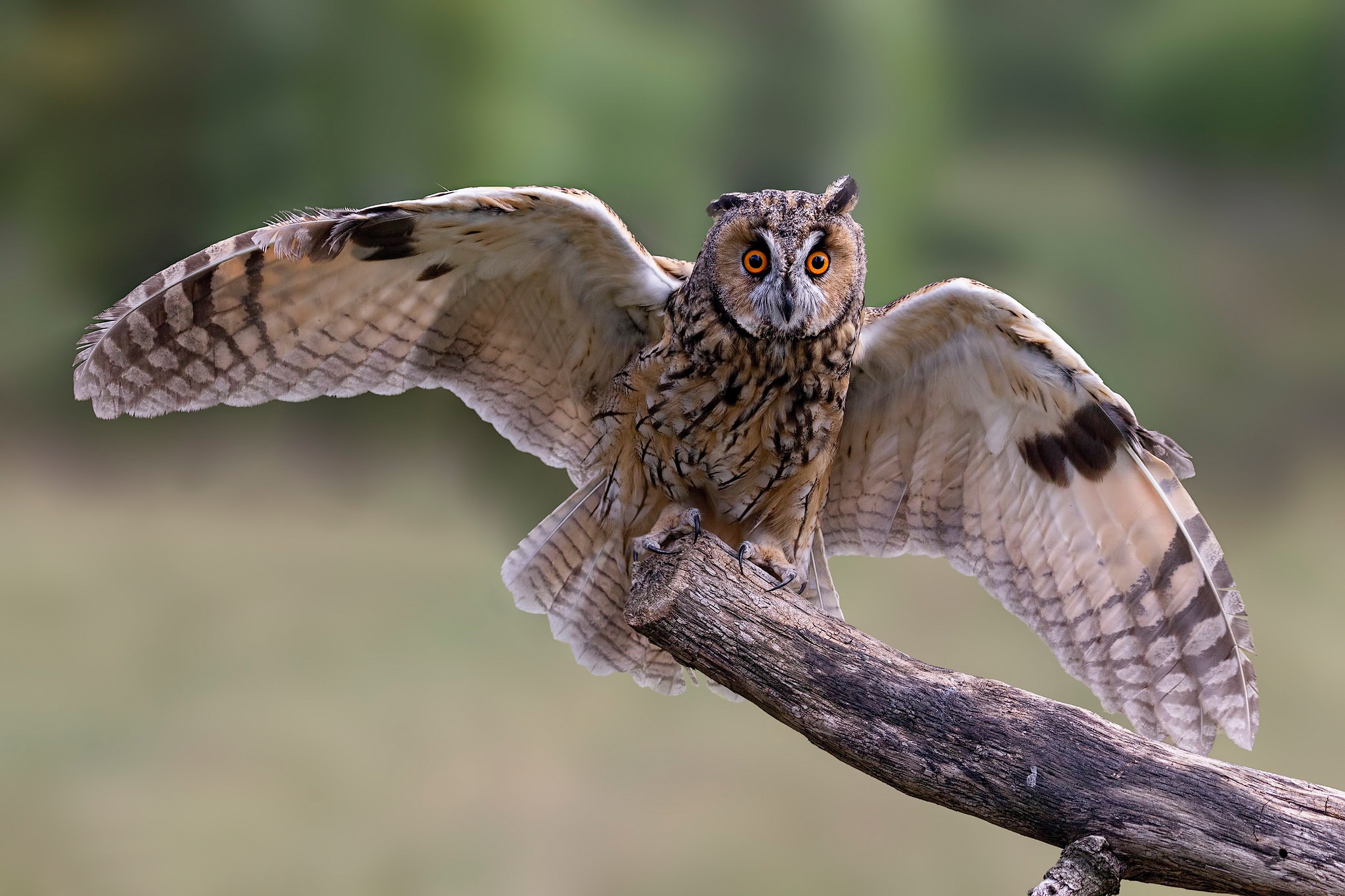 Download Long Eared Owl Bird Animal Owl HD Wallpaper