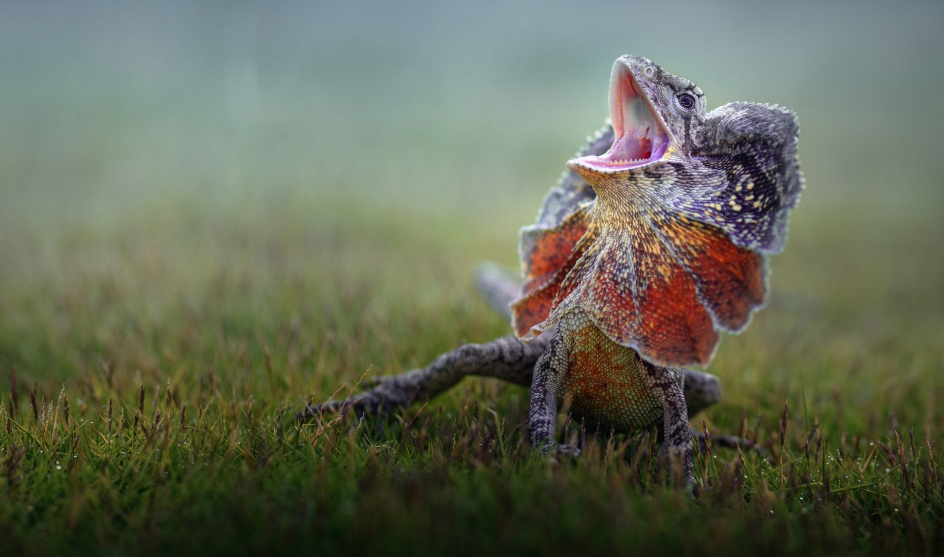 Download Reptile Lizard Animal Frilled-neck Lizard HD Wallpaper