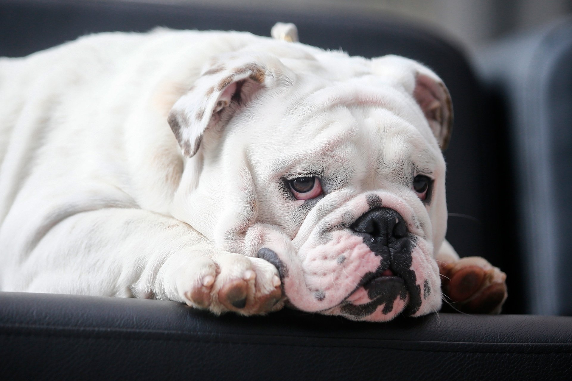 Download Dog Animal Bulldog HD Wallpaper | 1920x1280 | Wallpaper Abyss
