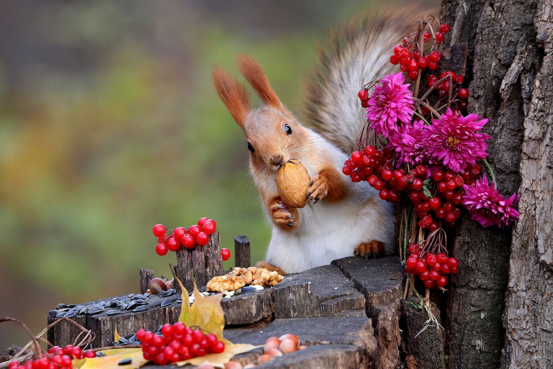 Download Rodent Animal Squirrel HD Wallpaper