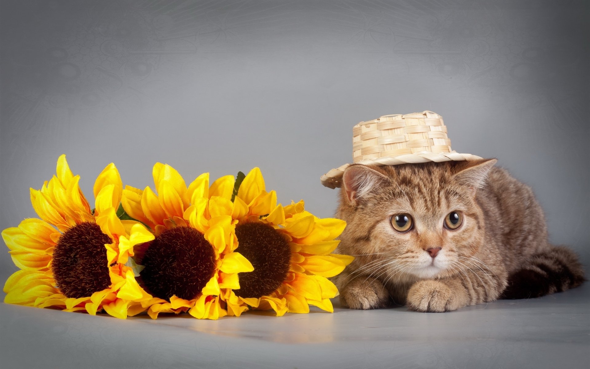 Download Hat Sunflower Animal Cat HD Wallpaper