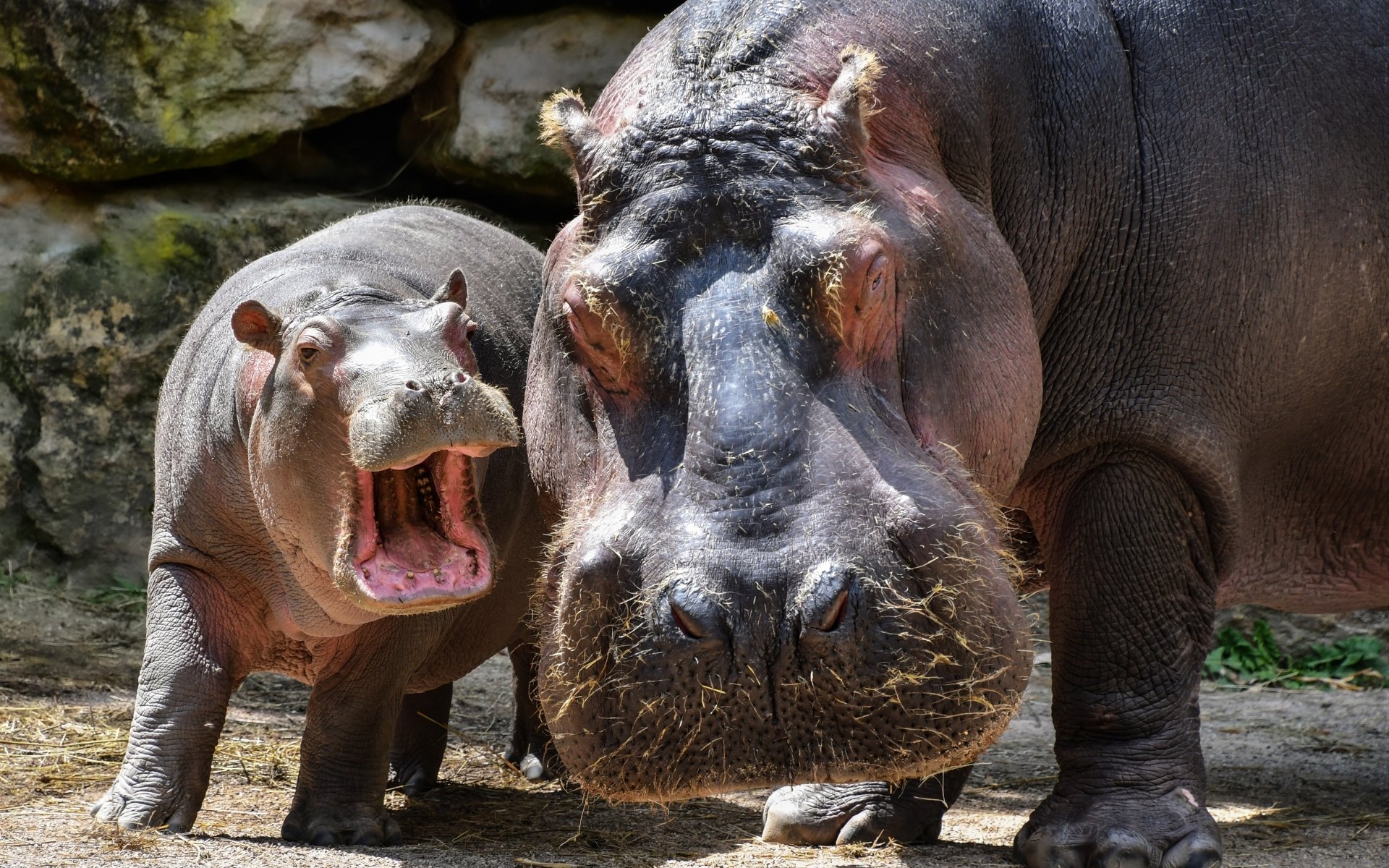 Majestic Hippo Duo HD Wallpaper – Wildlife’s Gentle Giants