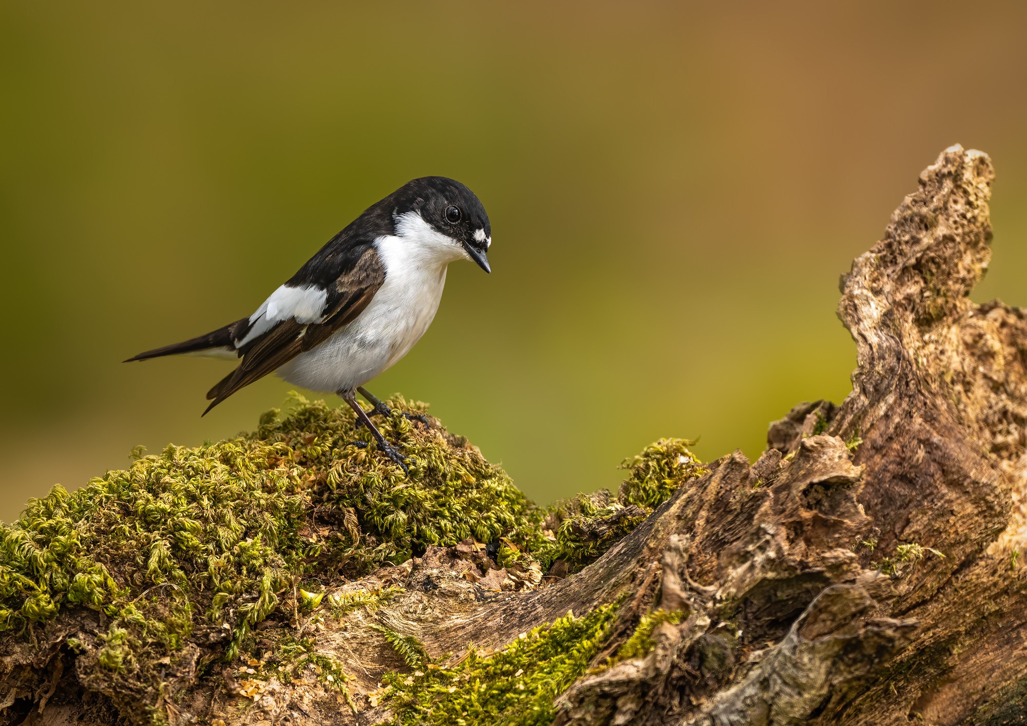 Flycatcher HD Wallpaper