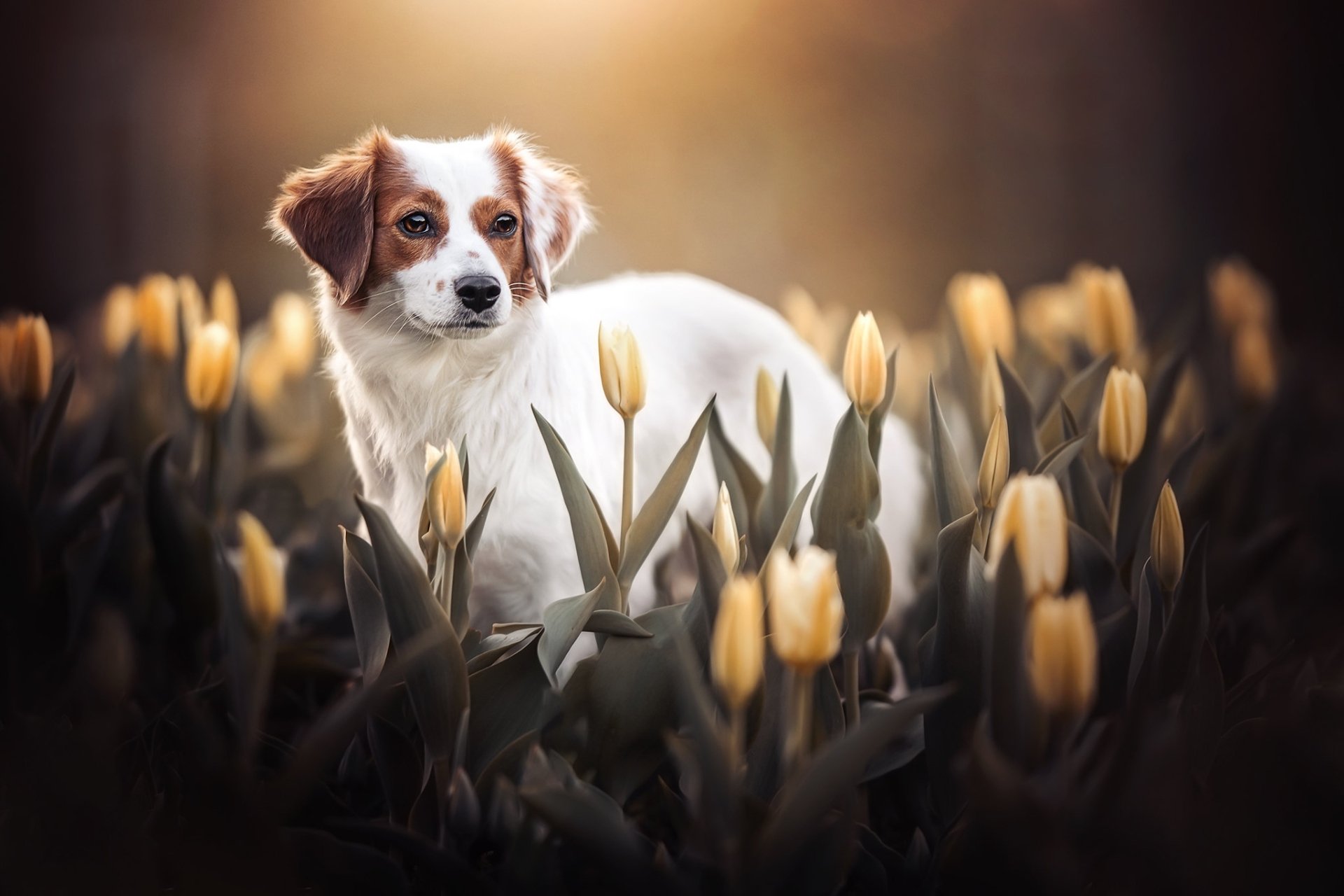 Download Tulip Flower Animal Dog HD Wallpaper