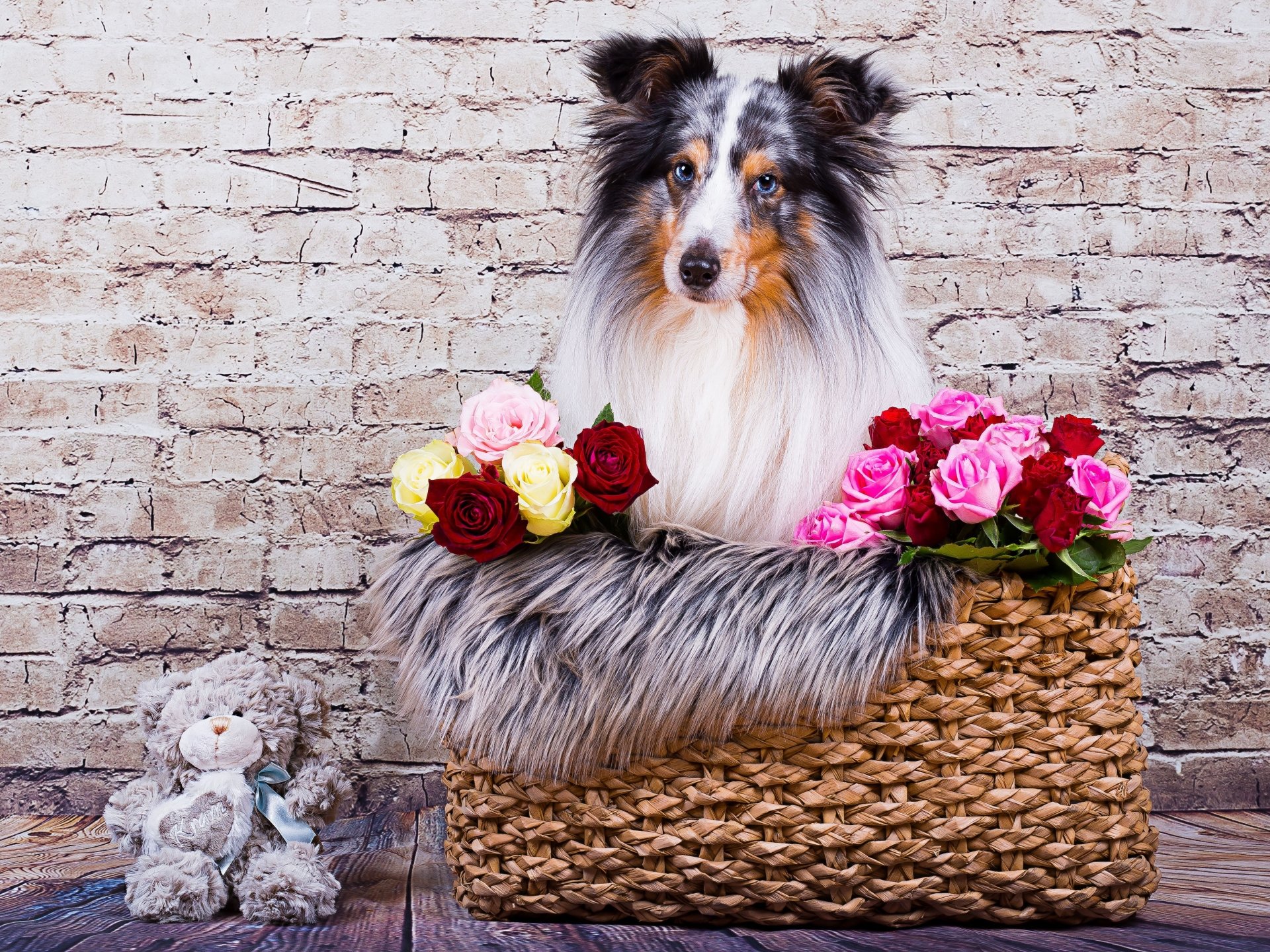 Download Stuffed Animal Dog Animal Shetland Sheepdog HD Wallpaper ...
